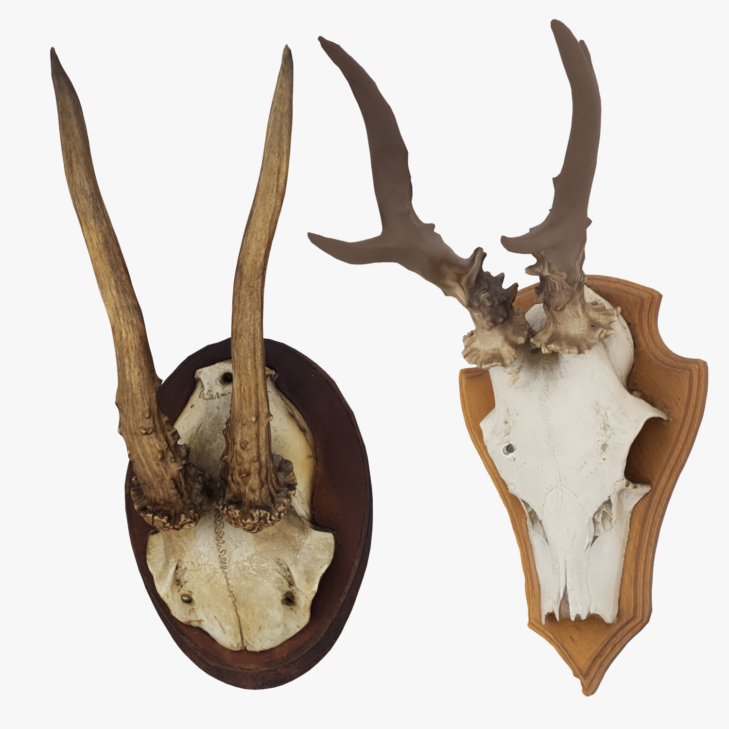 Deer Antler Collection 3D model | CGTrader