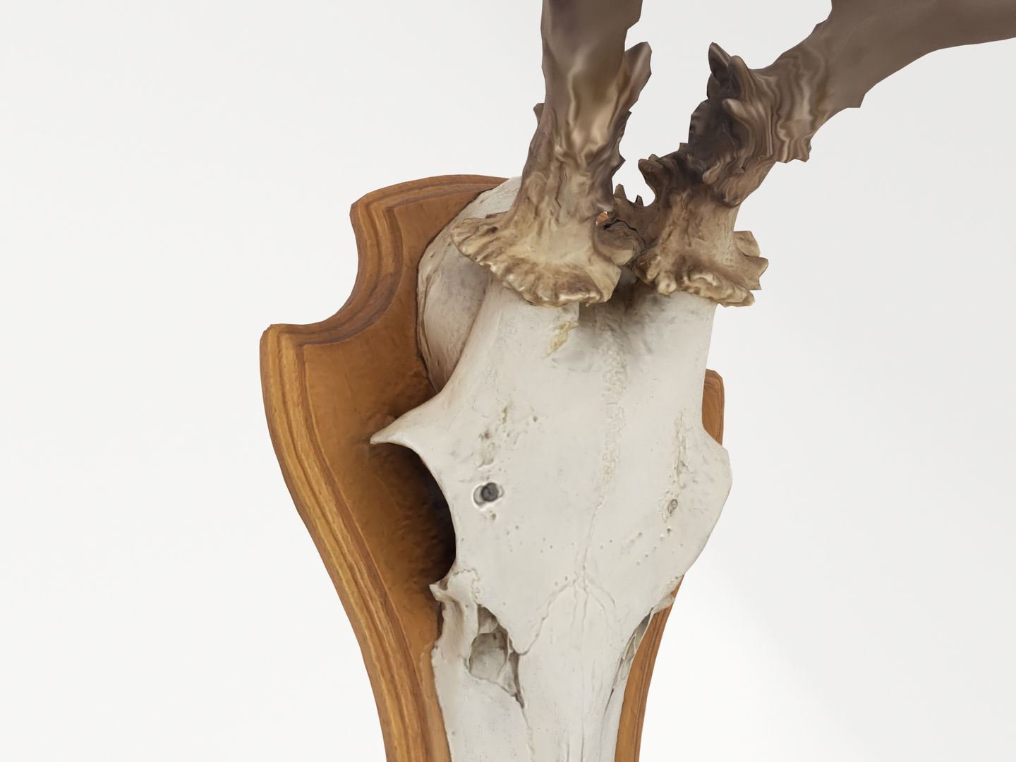 Deer Antler Collection 3D model | CGTrader
