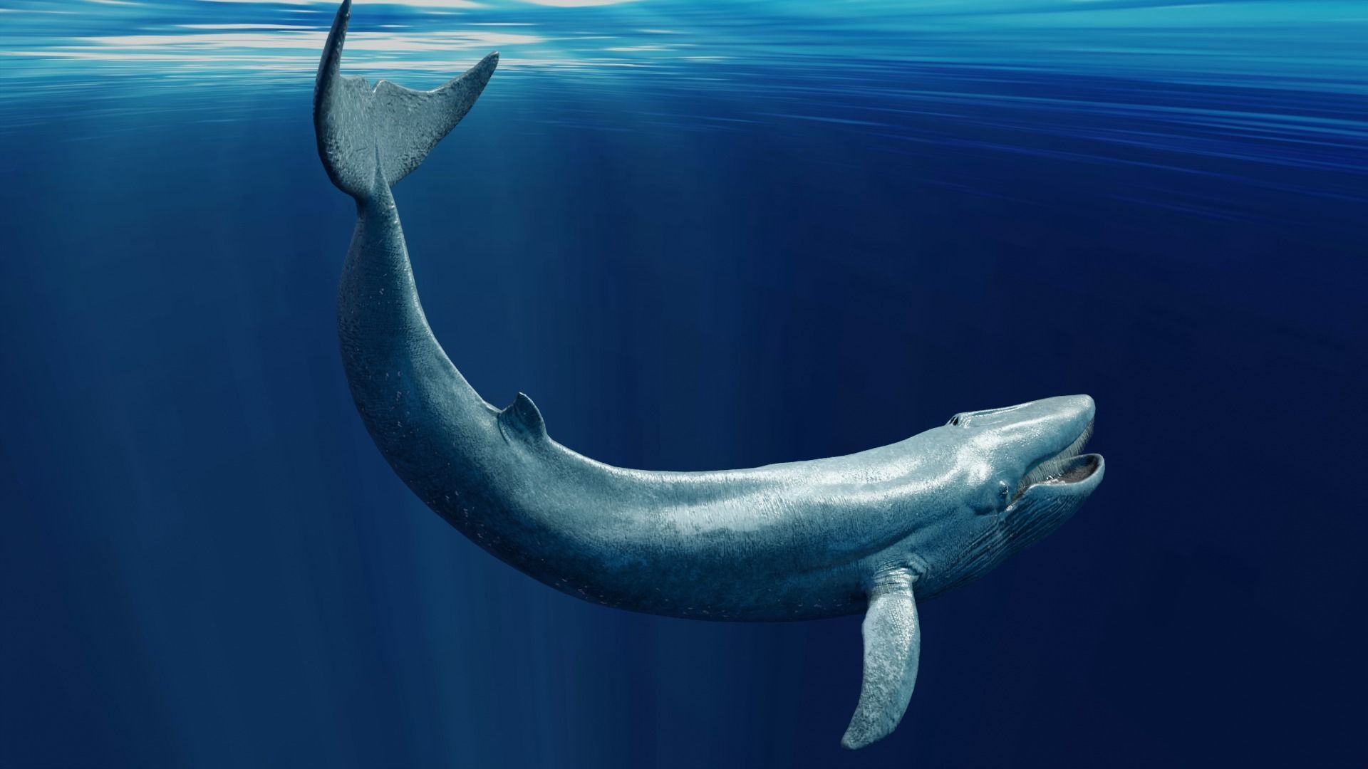 3D model Blue Whale Animated VR / AR / low-poly rigged animated | CGTrader