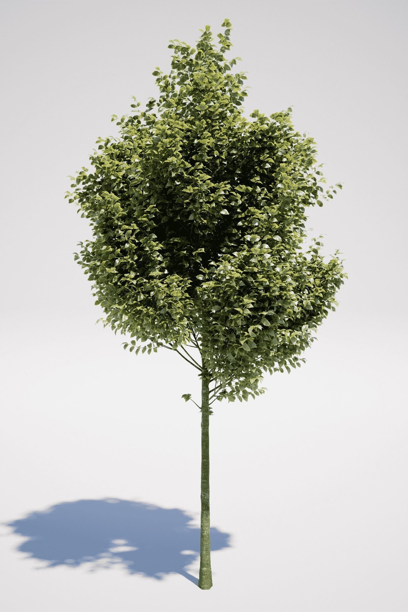 Carpinus Betulus - Hornbeam 3D model animated | CGTrader