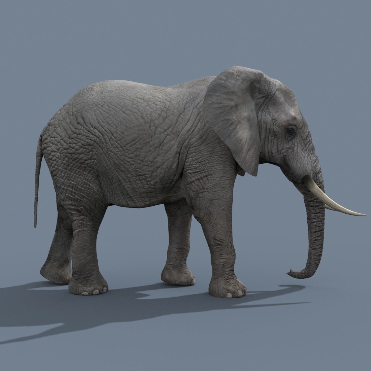 PRO Elephant 4K Animated - 2022 Upgrade 3D model animated rigged | CGTrader
