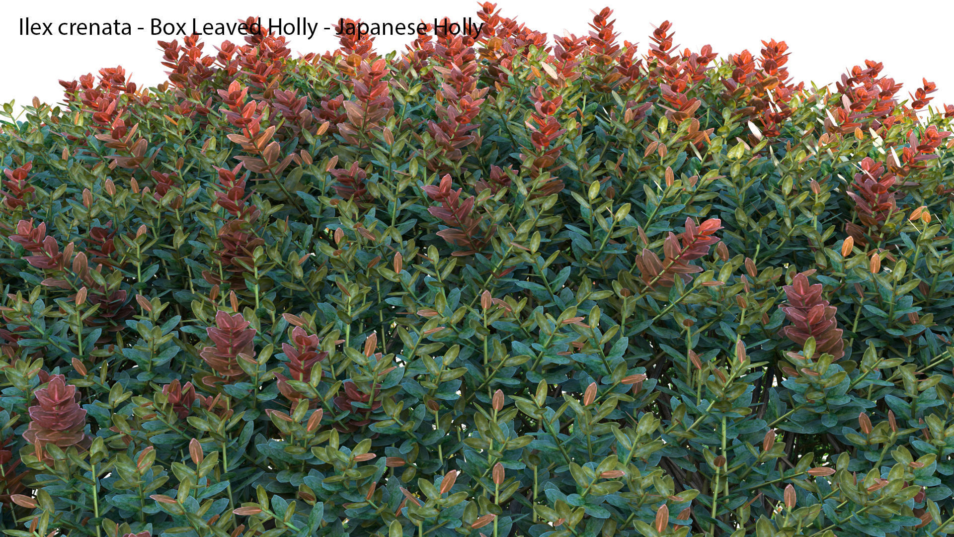 Ilex crenata - Box Leaved Holly - Japanese Holly - 02 3D model | CGTrader
