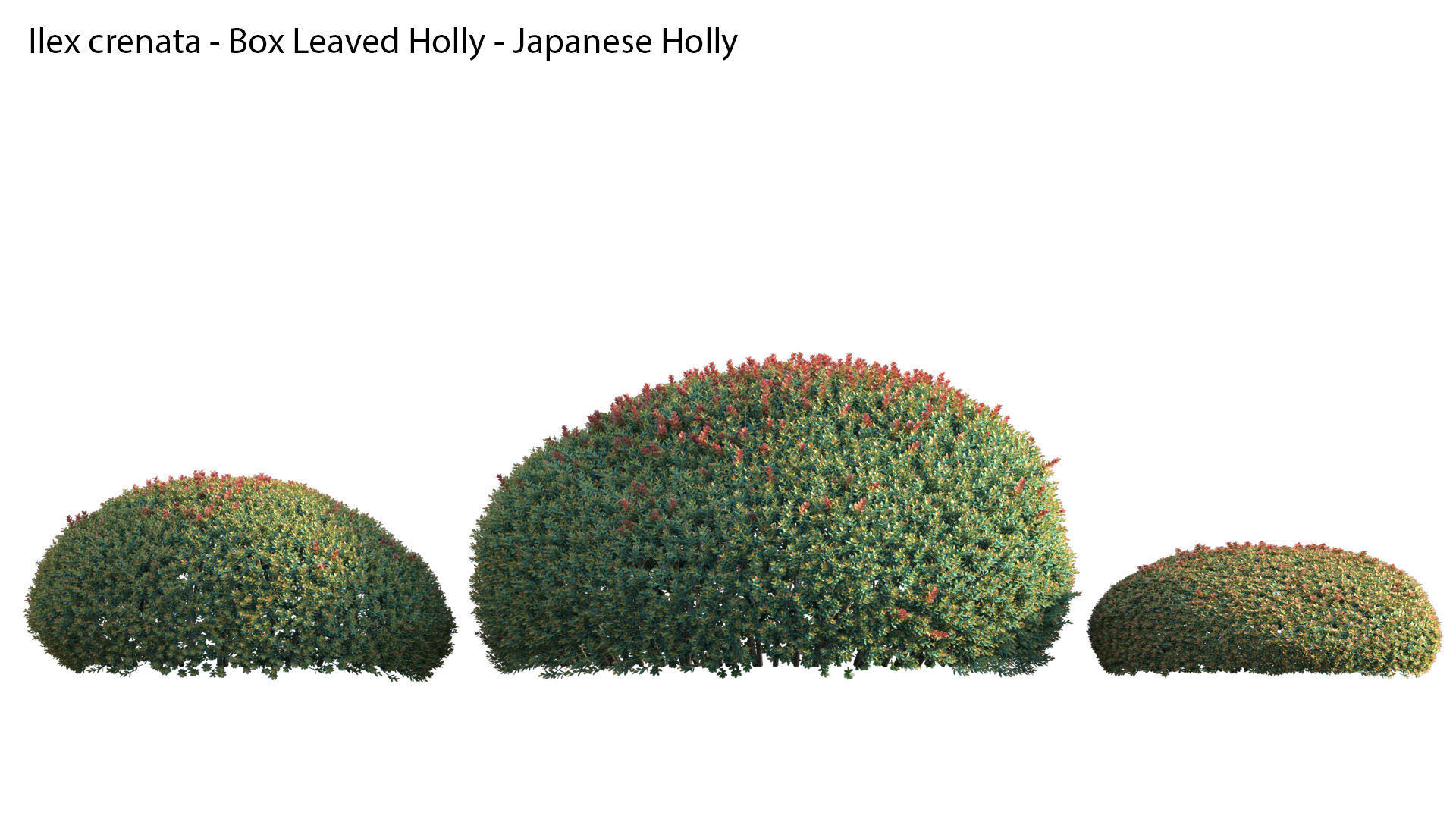 Ilex crenata - Box Leaved Holly - Japanese Holly - 02 3D model | CGTrader