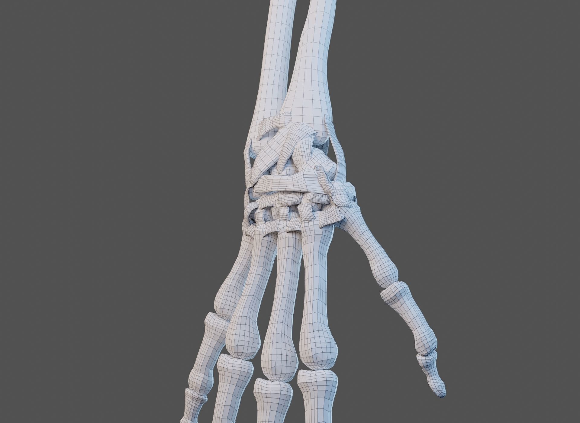 Wrist Joint Ligaments 3D model | CGTrader