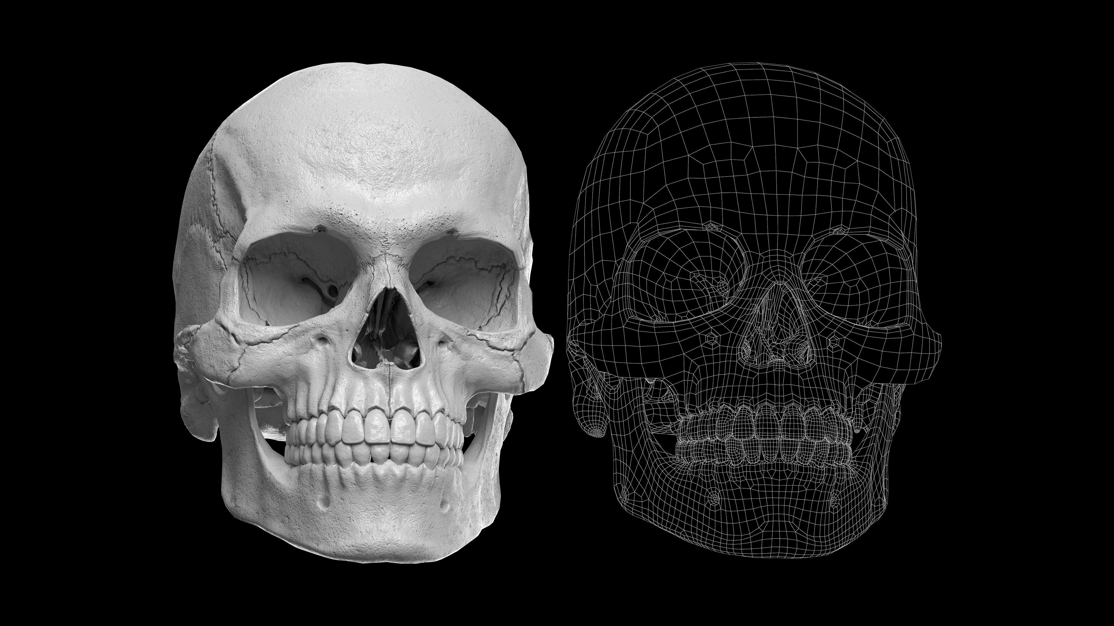 3D model 3D Human Skull VR / AR / low-poly | CGTrader