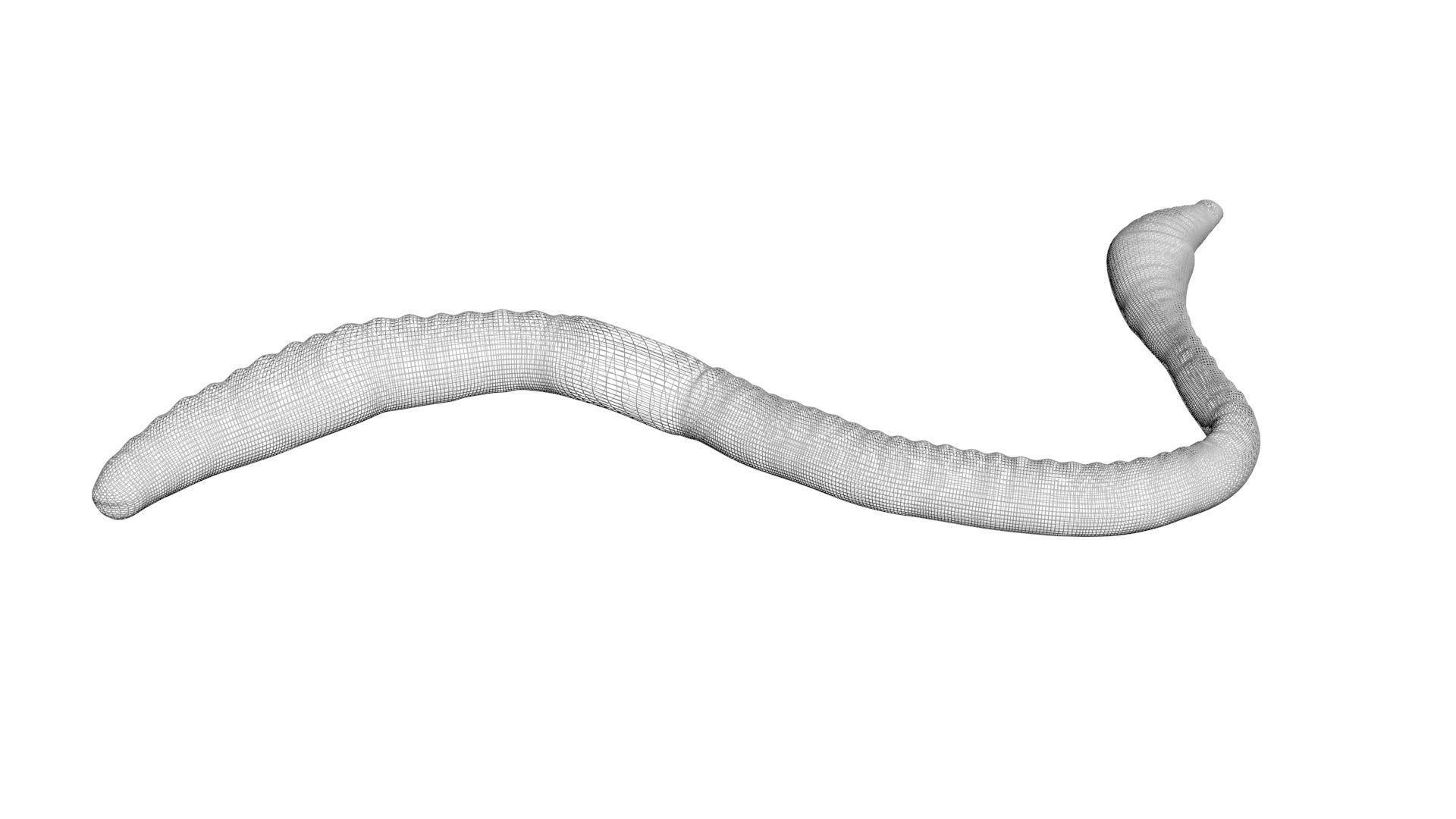 Earthworm 3D model | CGTrader