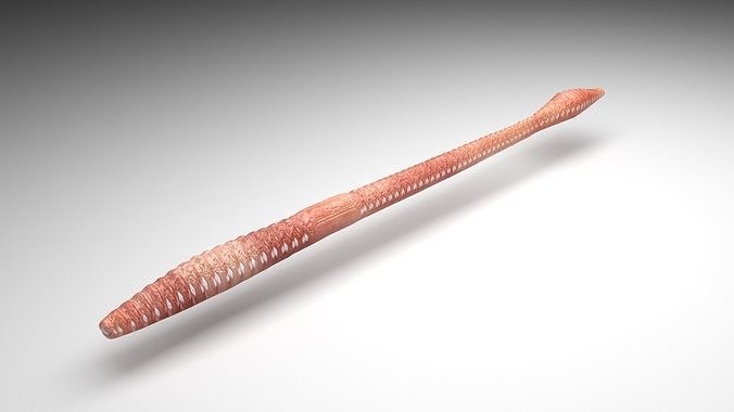 Straight Earthworm 3D model | CGTrader
