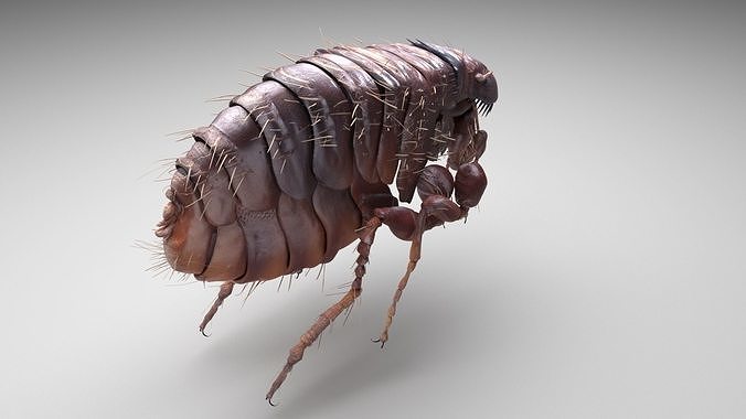 Jumping Flea 3D model | CGTrader