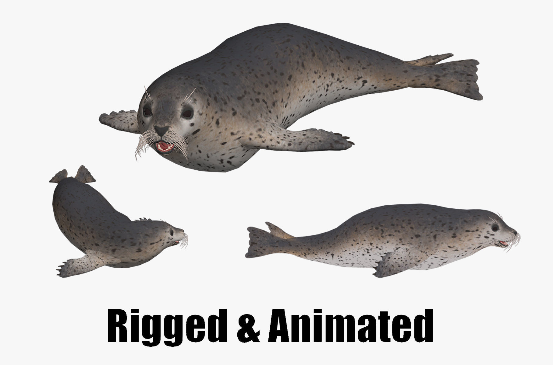 3D model animated seal sea lion VR / AR / low-poly | CGTrader