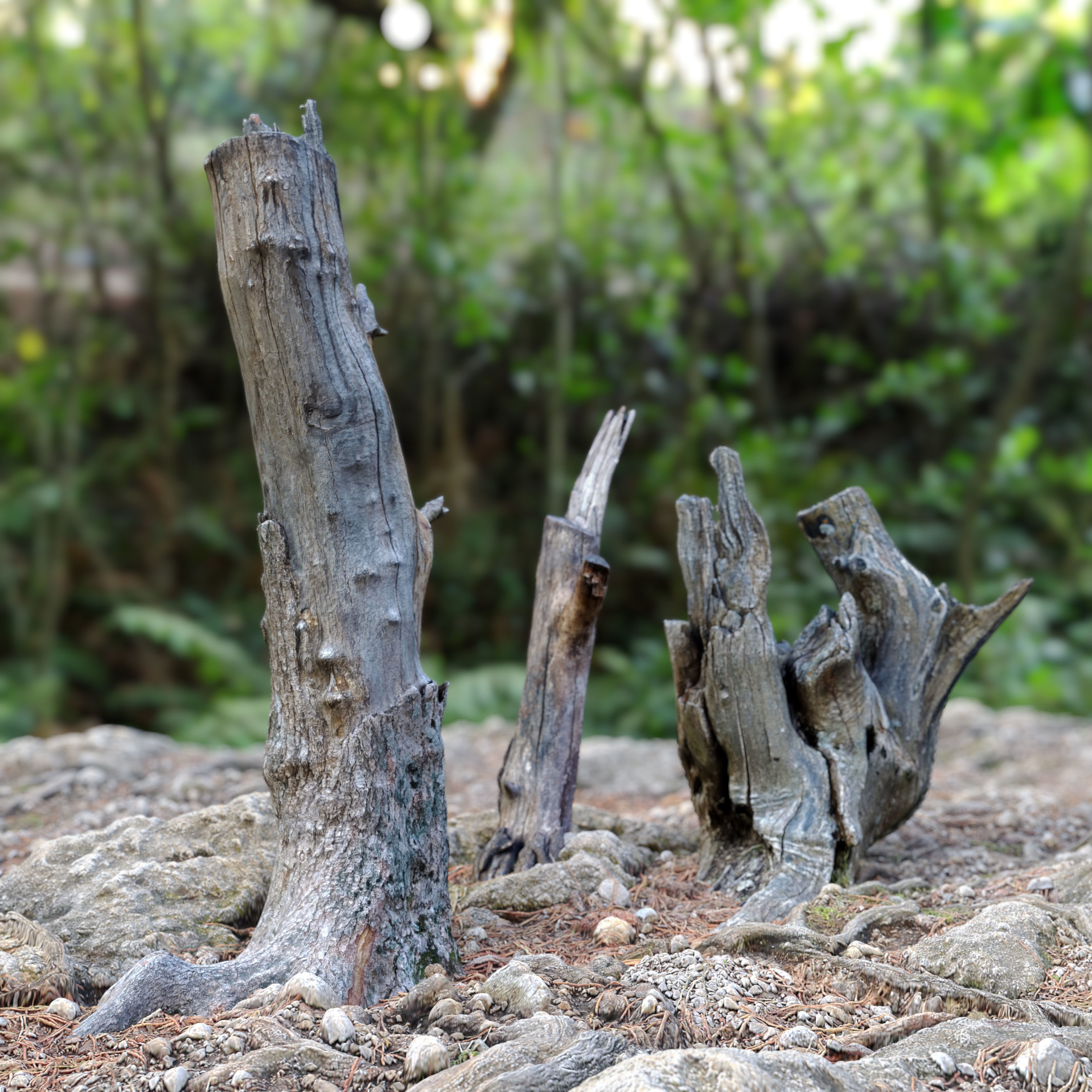 Tree stump pack 01 3D model | CGTrader