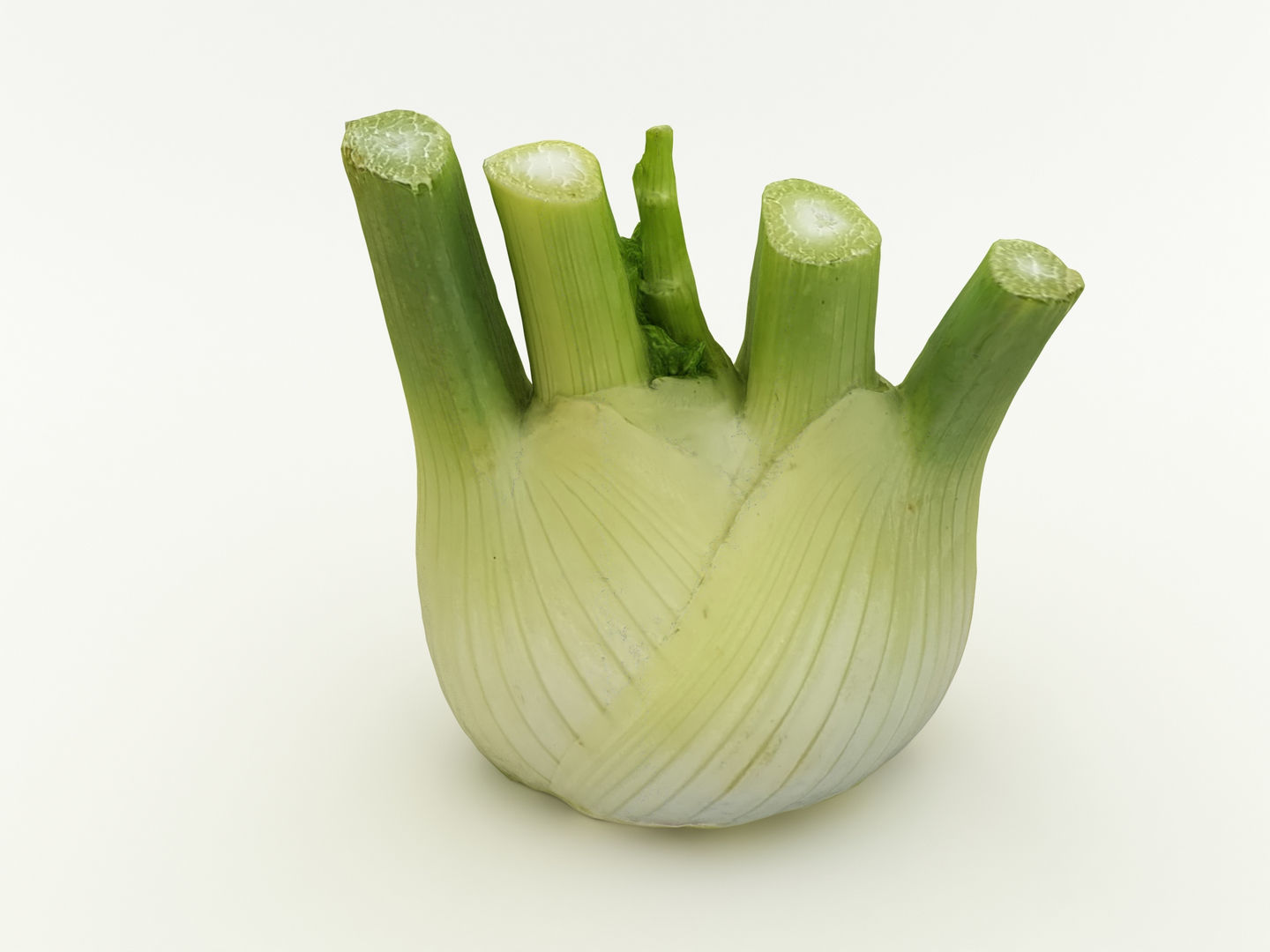 Fennel Bulb 3D model | CGTrader