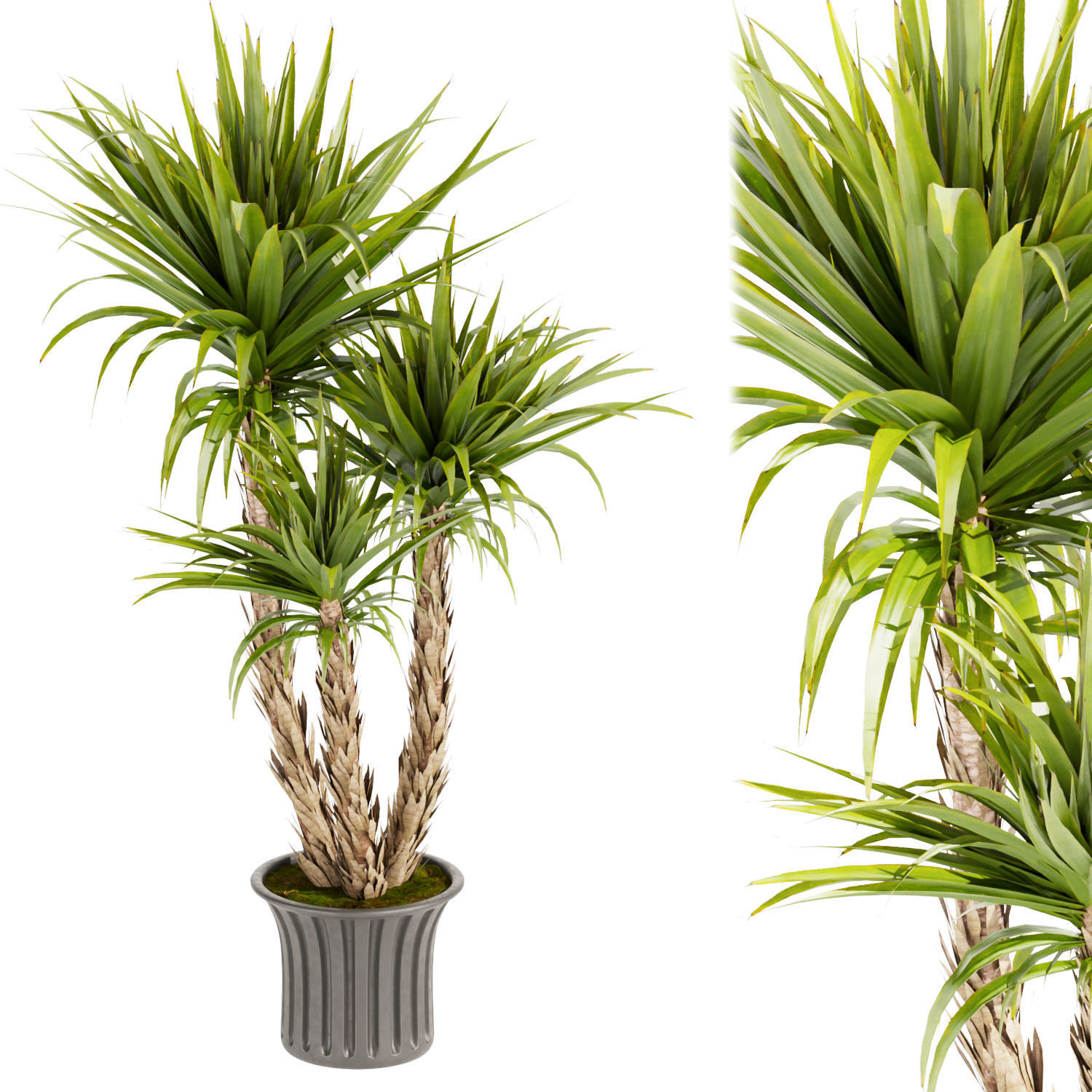 Collection plant vol 388 - indoor - leaf - Dracaena - luxe 3D model | CGTrader
