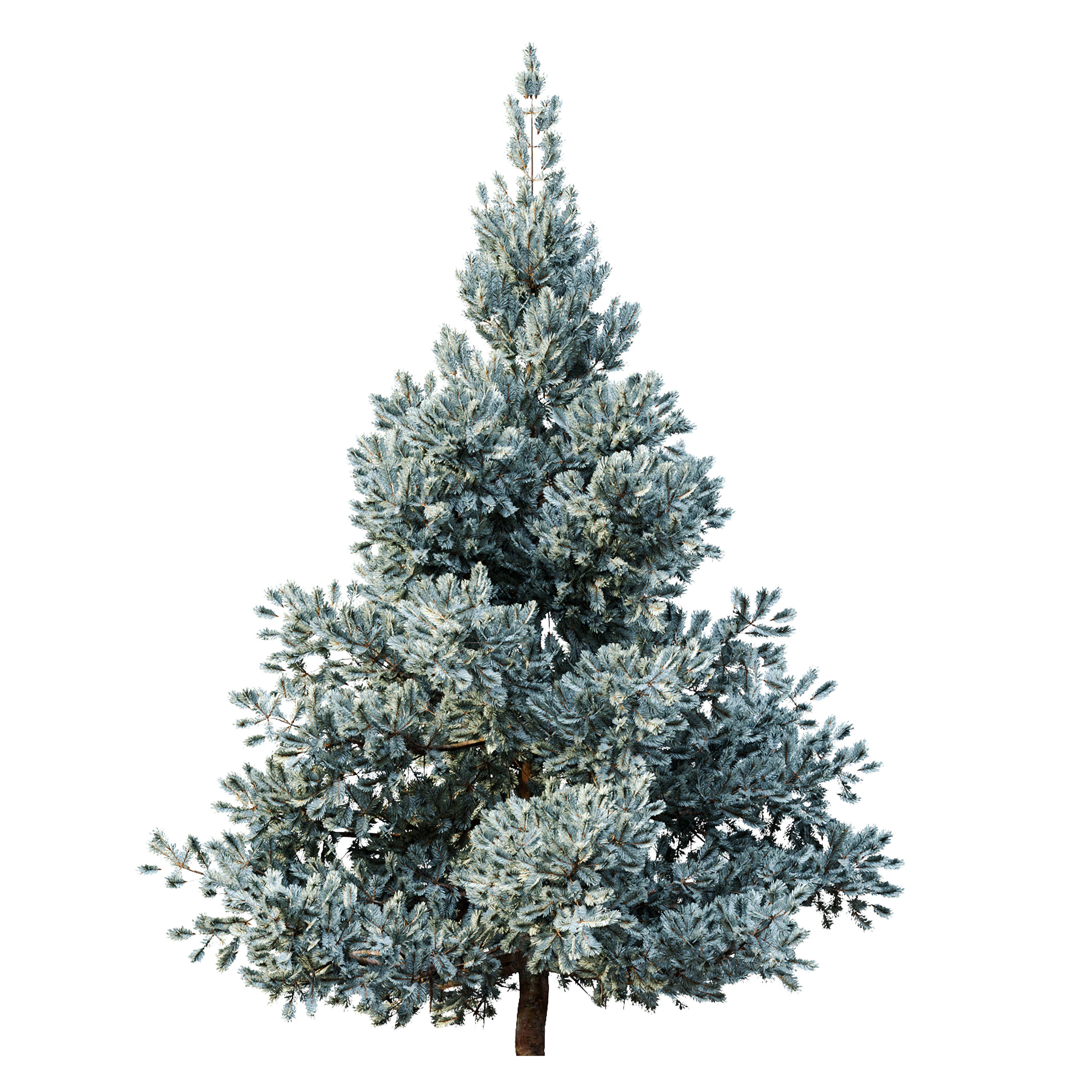 Norway blue spruce 3D model | CGTrader