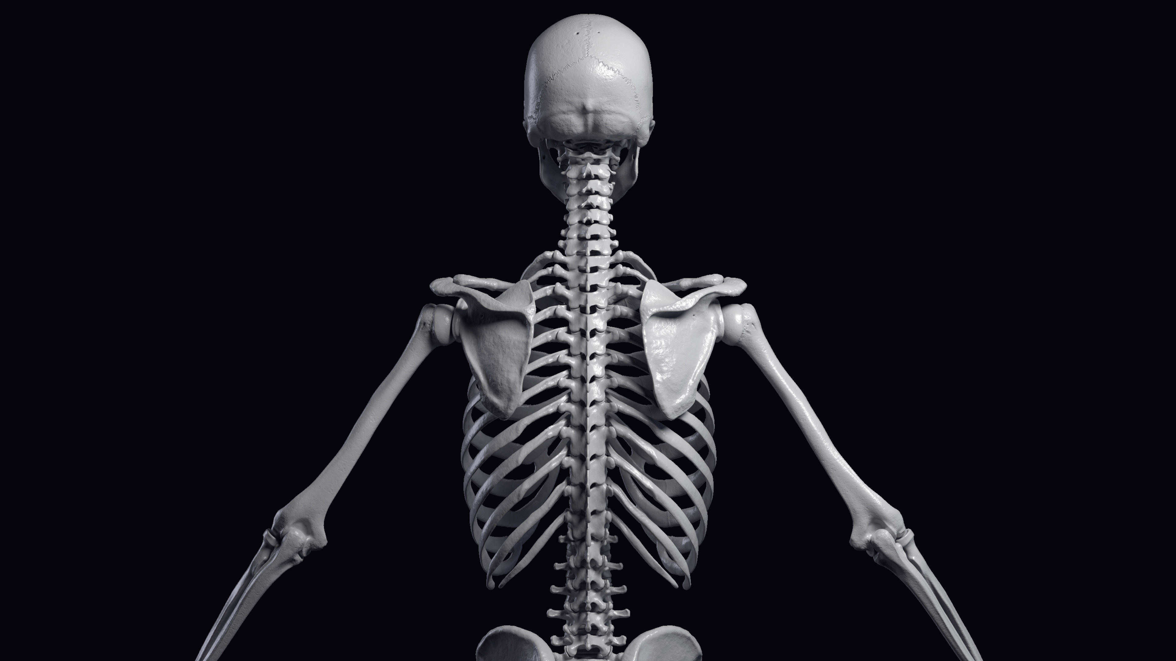 3D model Human Skeleton - Skeletal System VR / AR / low-poly | CGTrader
