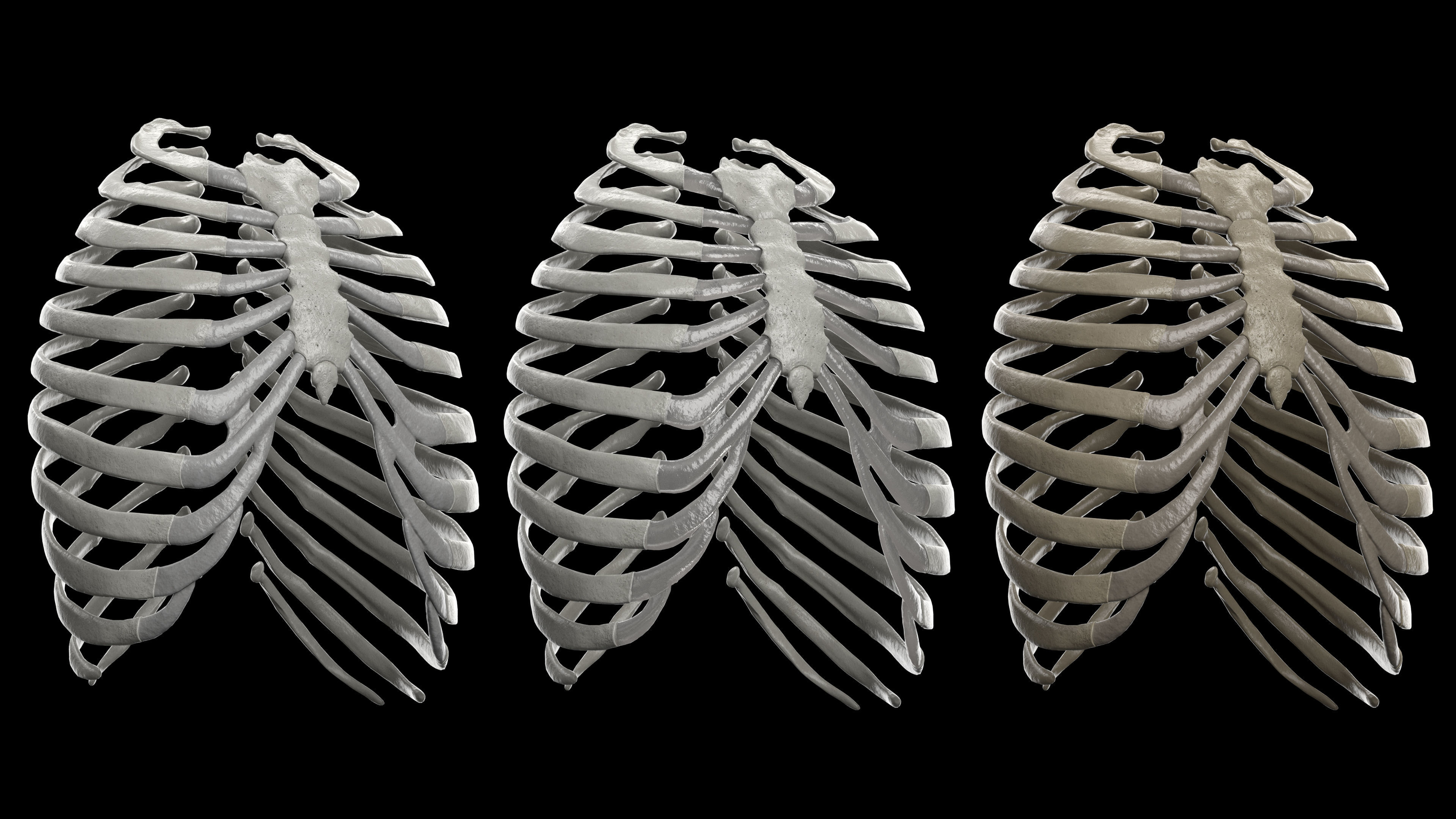 Human Skeleton - Skeletal System 3D model | CGTrader