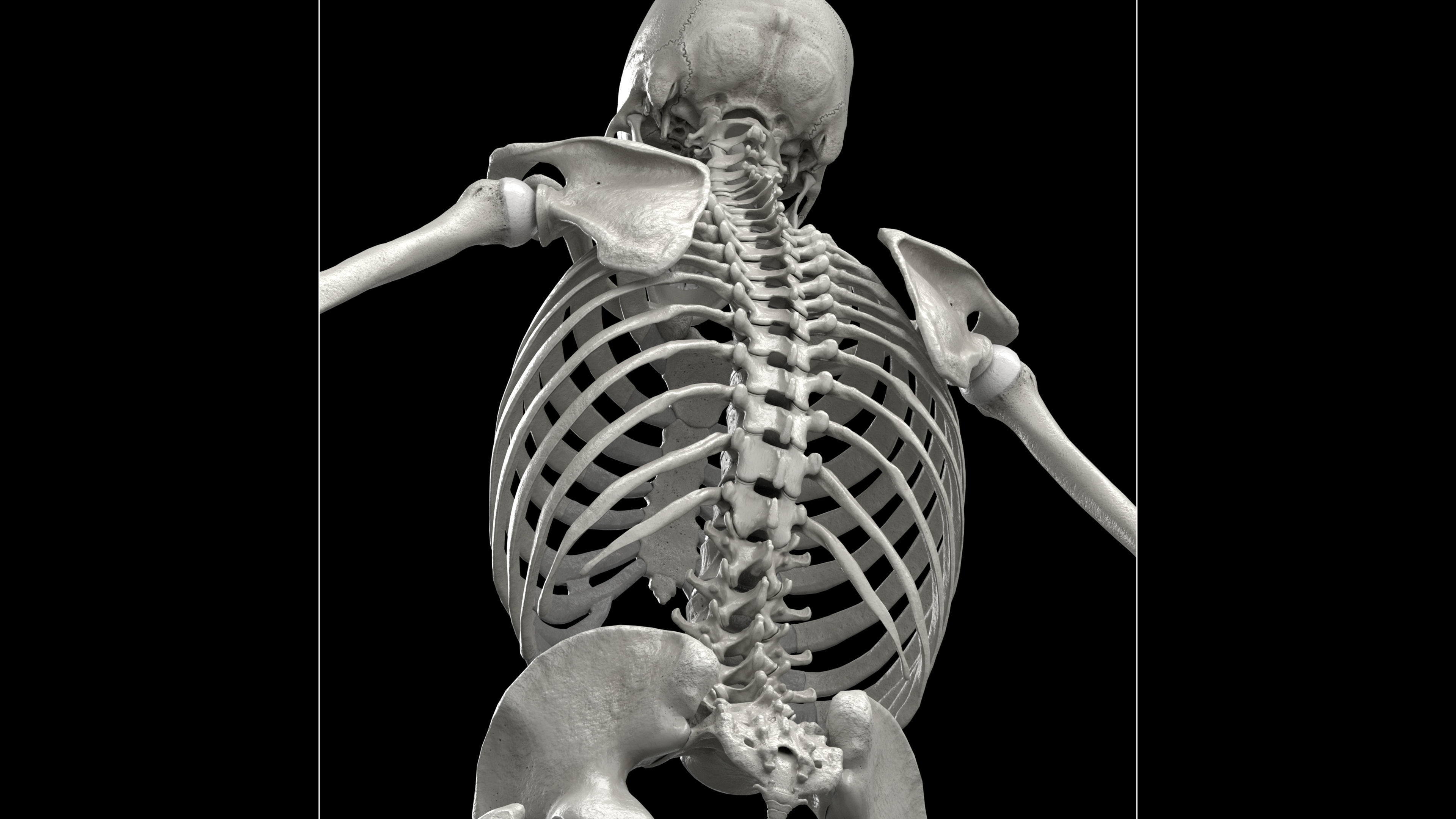 Human Skeleton - Skeletal System 3D model | CGTrader
