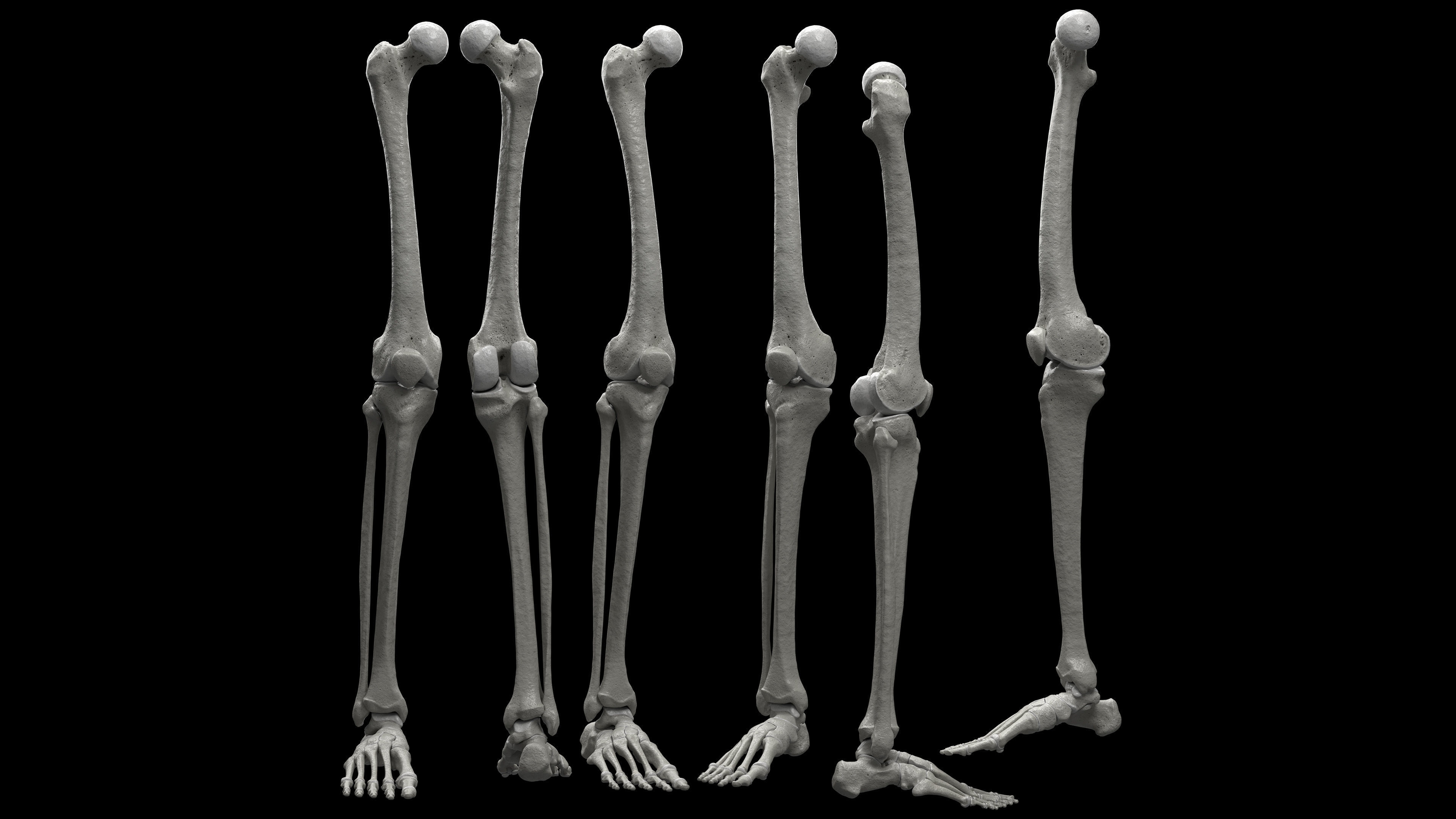 Human Skeleton - Skeletal System 3D model | CGTrader