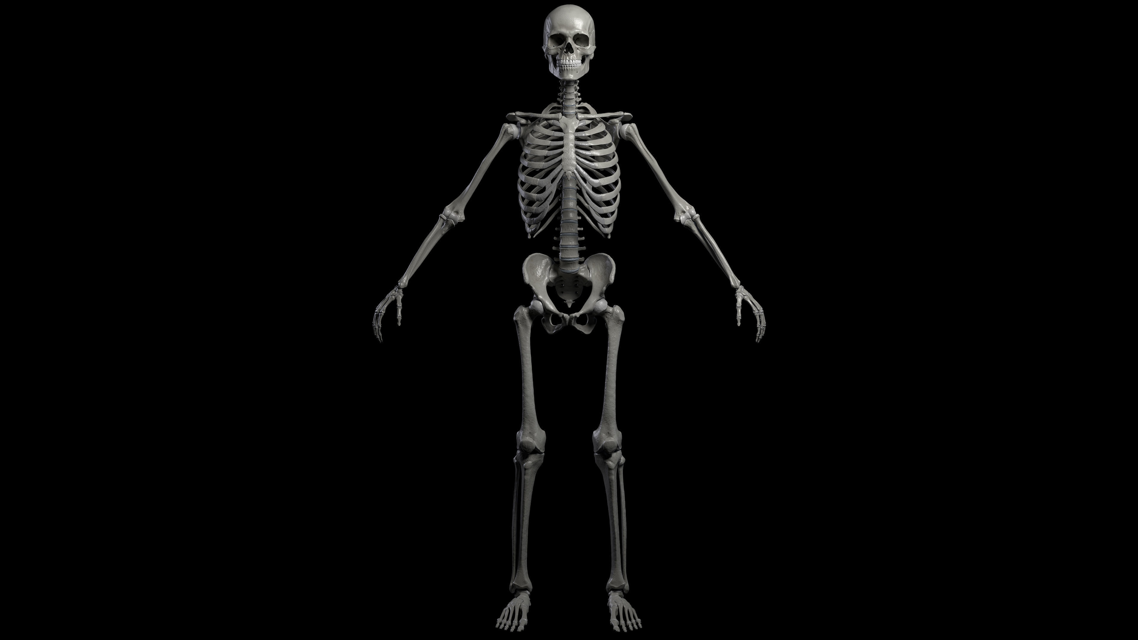 Human Skeleton - Skeletal System 3D model | CGTrader