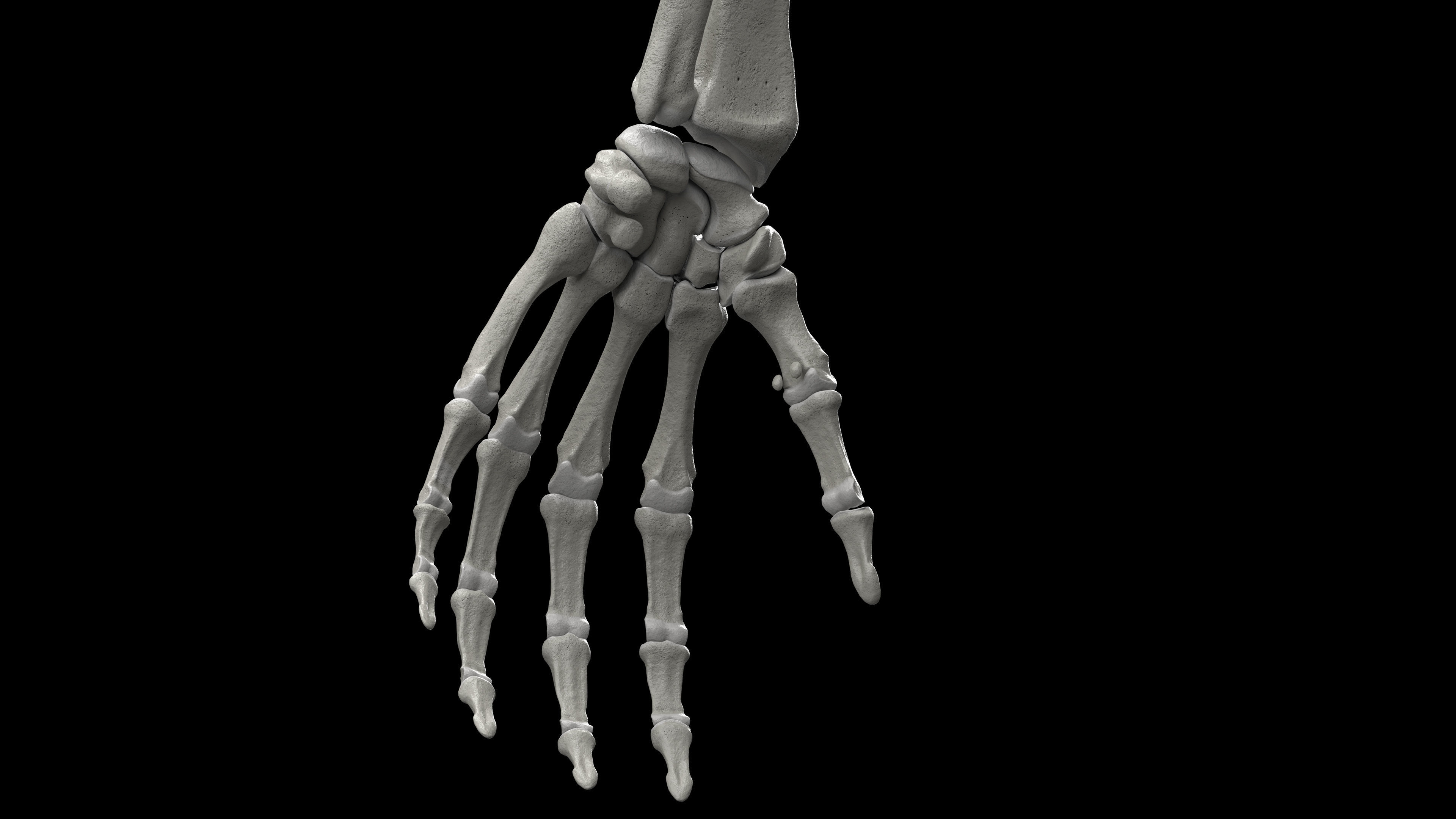 3D model Human Arm Bones - Homerus - Ulna - Radius - Hand VR / AR / low ...