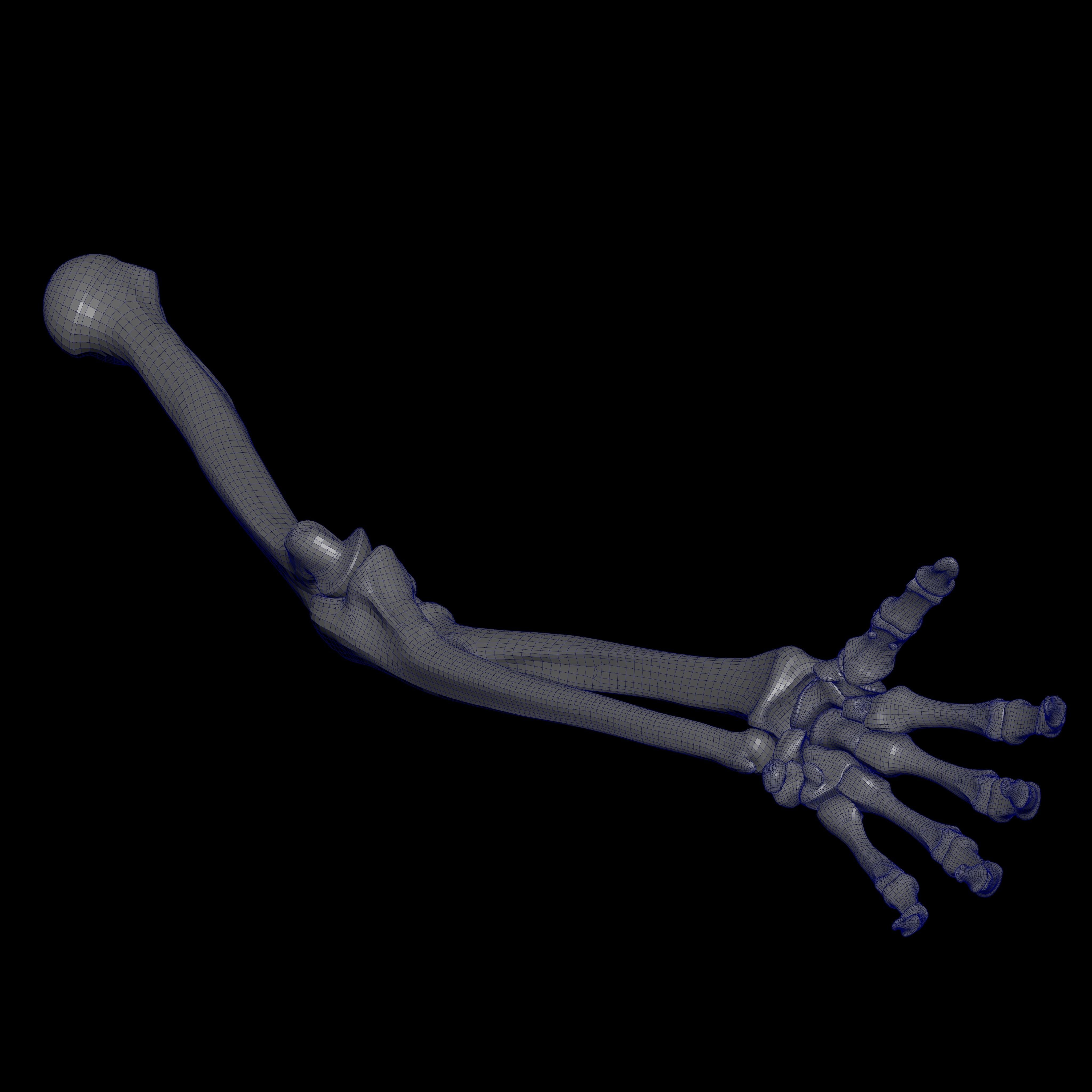 3D model Human Arm Bones - Homerus - Ulna - Radius - Hand VR / AR / low ...