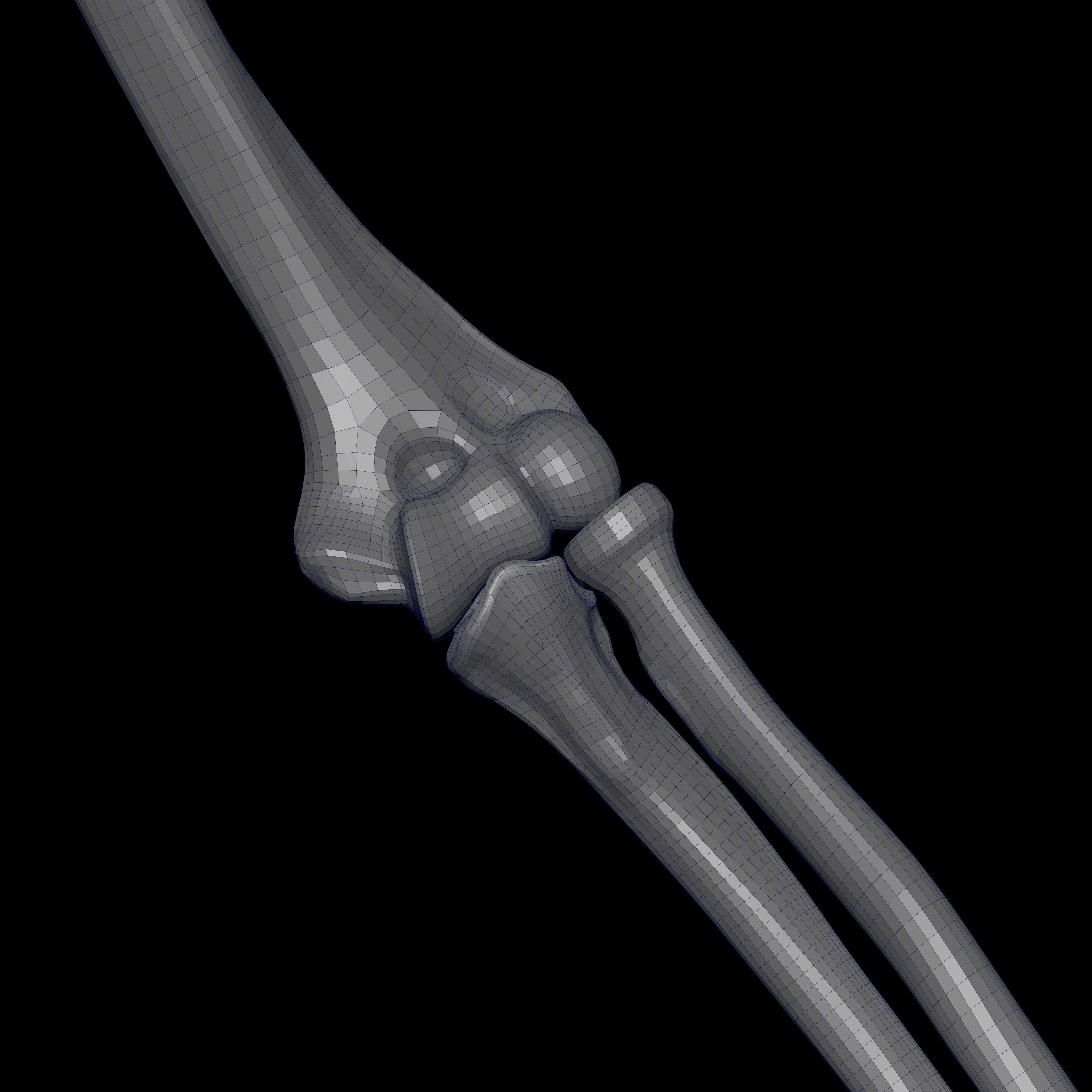3D model Human Arm Bones - Homerus - Ulna - Radius - Hand VR / AR / low ...