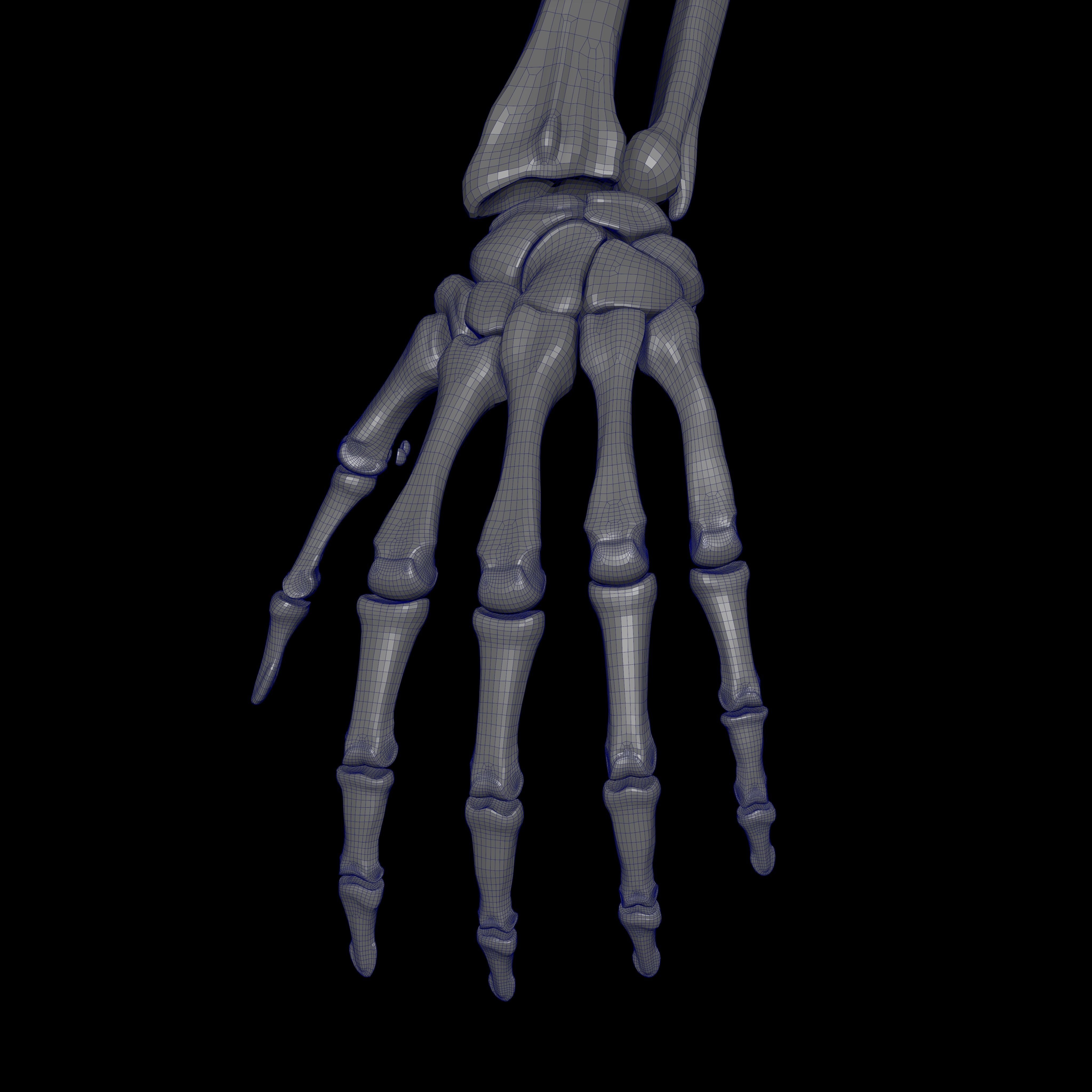 3D model Human Arm Bones - Homerus - Ulna - Radius - Hand VR / AR / low ...