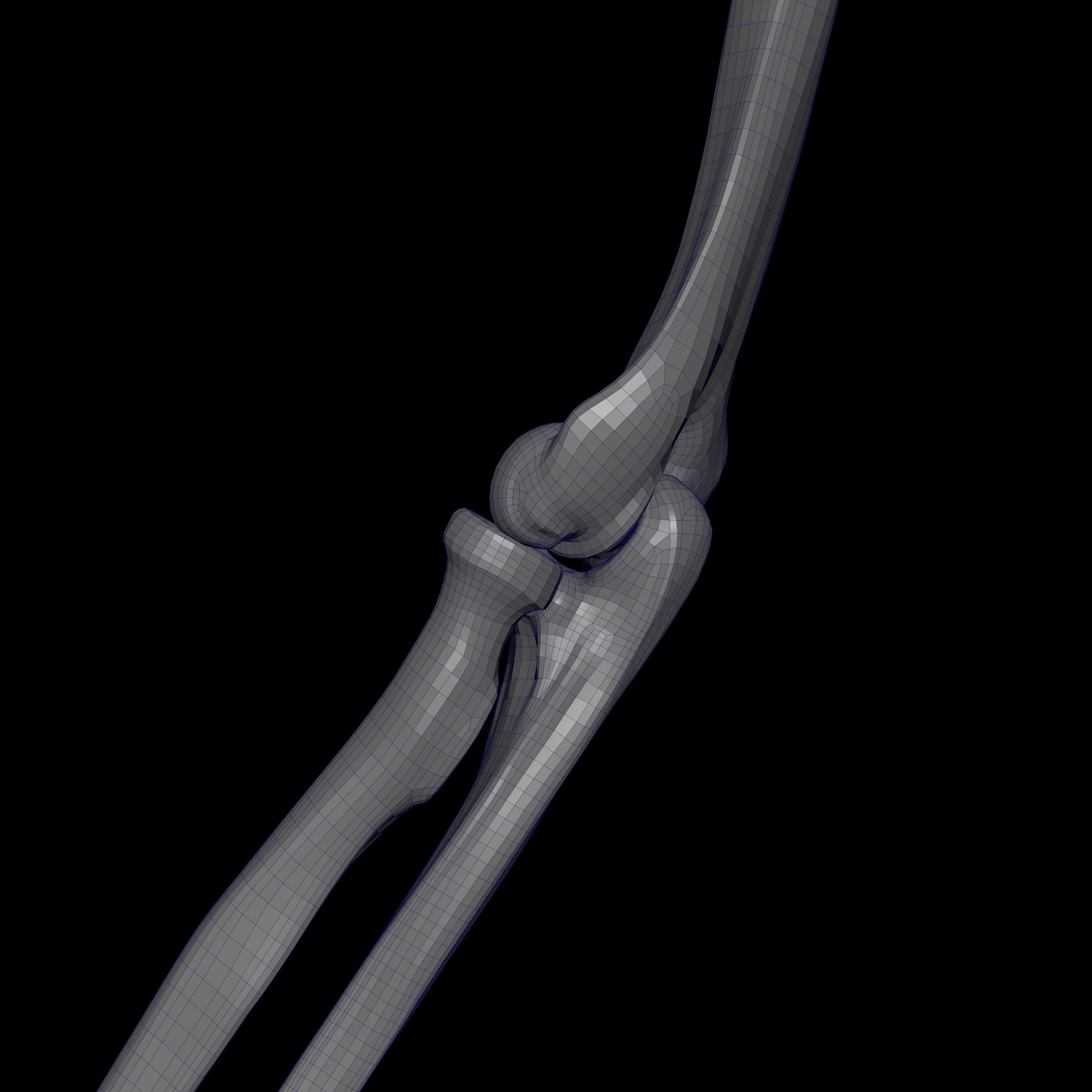 3D model Human Arm Bones - Homerus - Ulna - Radius - Hand VR / AR / low ...