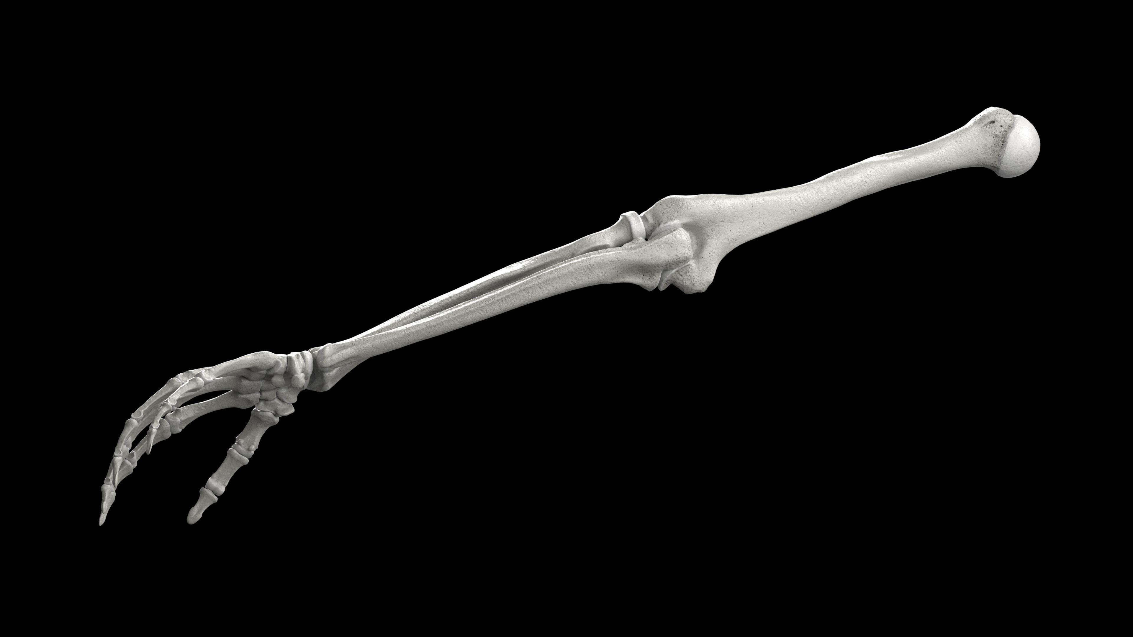 3D model Human Arm Bones - Homerus - Ulna - Radius - Hand VR / AR / low ...