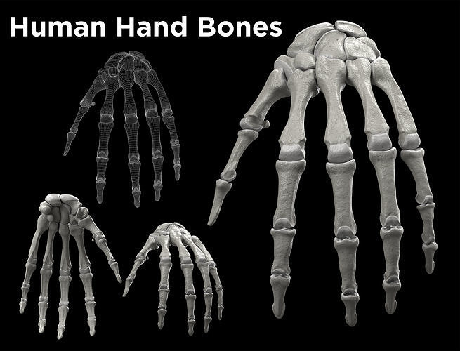 3D model Human Hand Bones VR / AR / low-poly | CGTrader