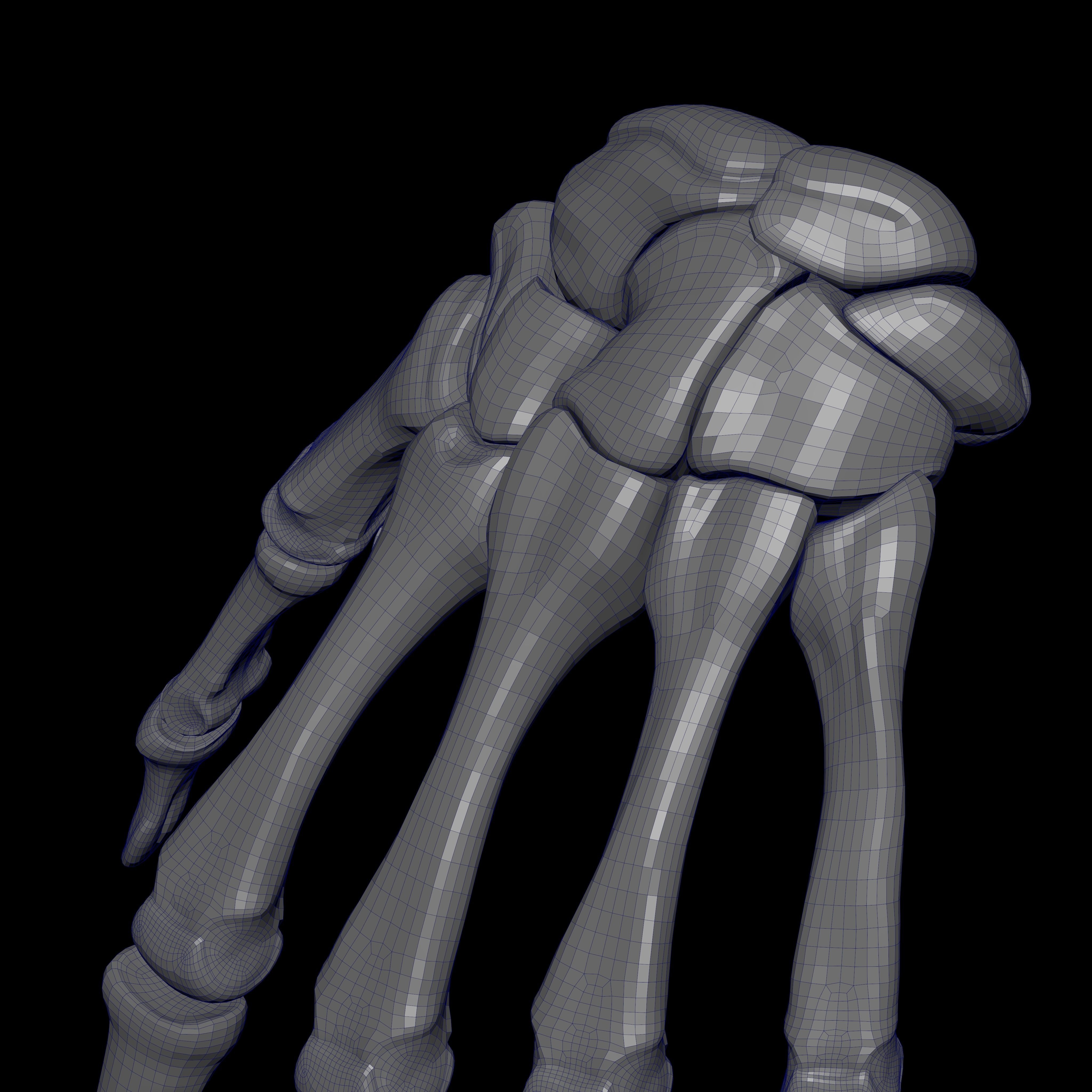 3D model Human Hand Bones VR / AR / low-poly | CGTrader