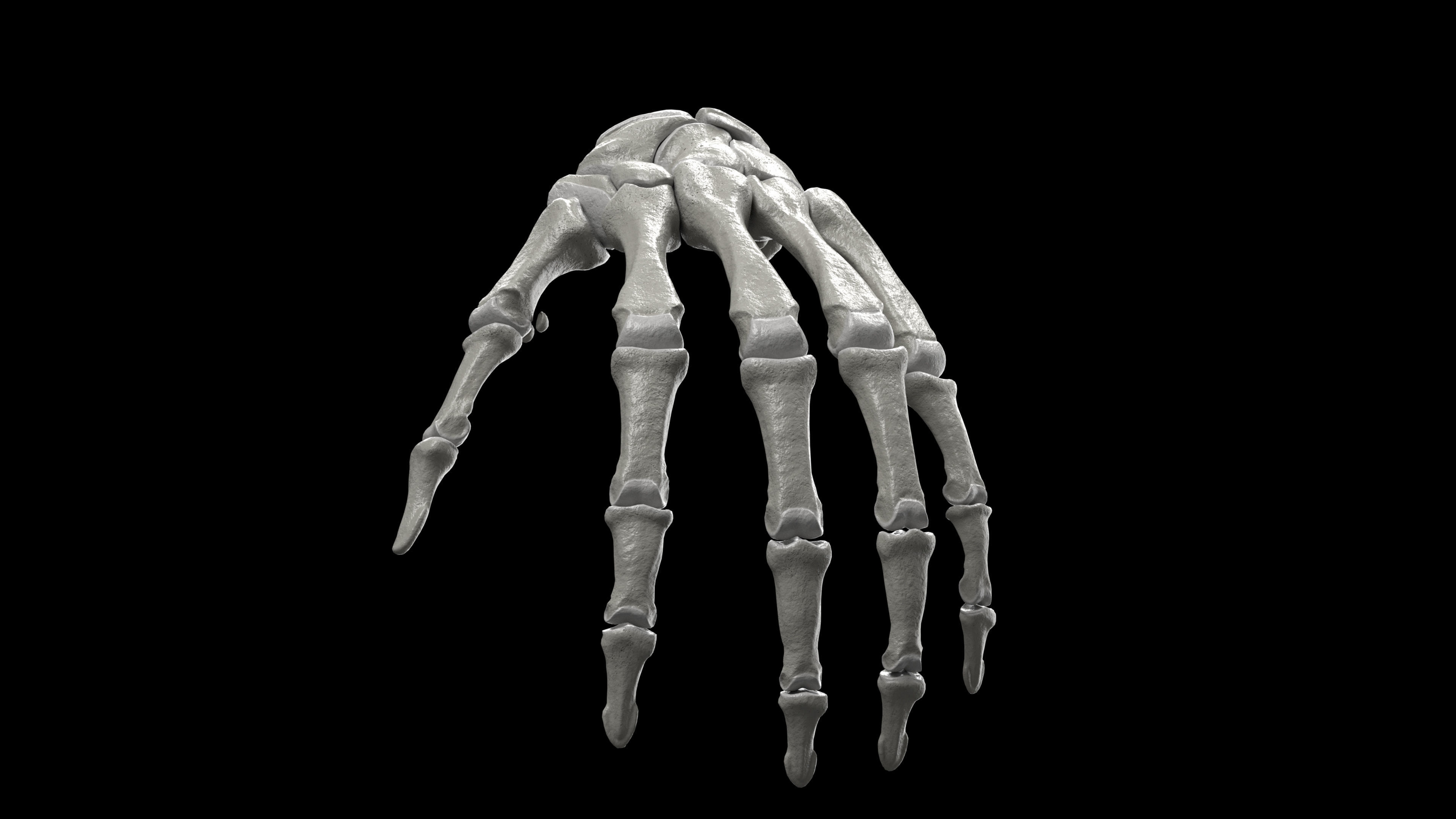 3D model Human Hand Bones VR / AR / low-poly | CGTrader