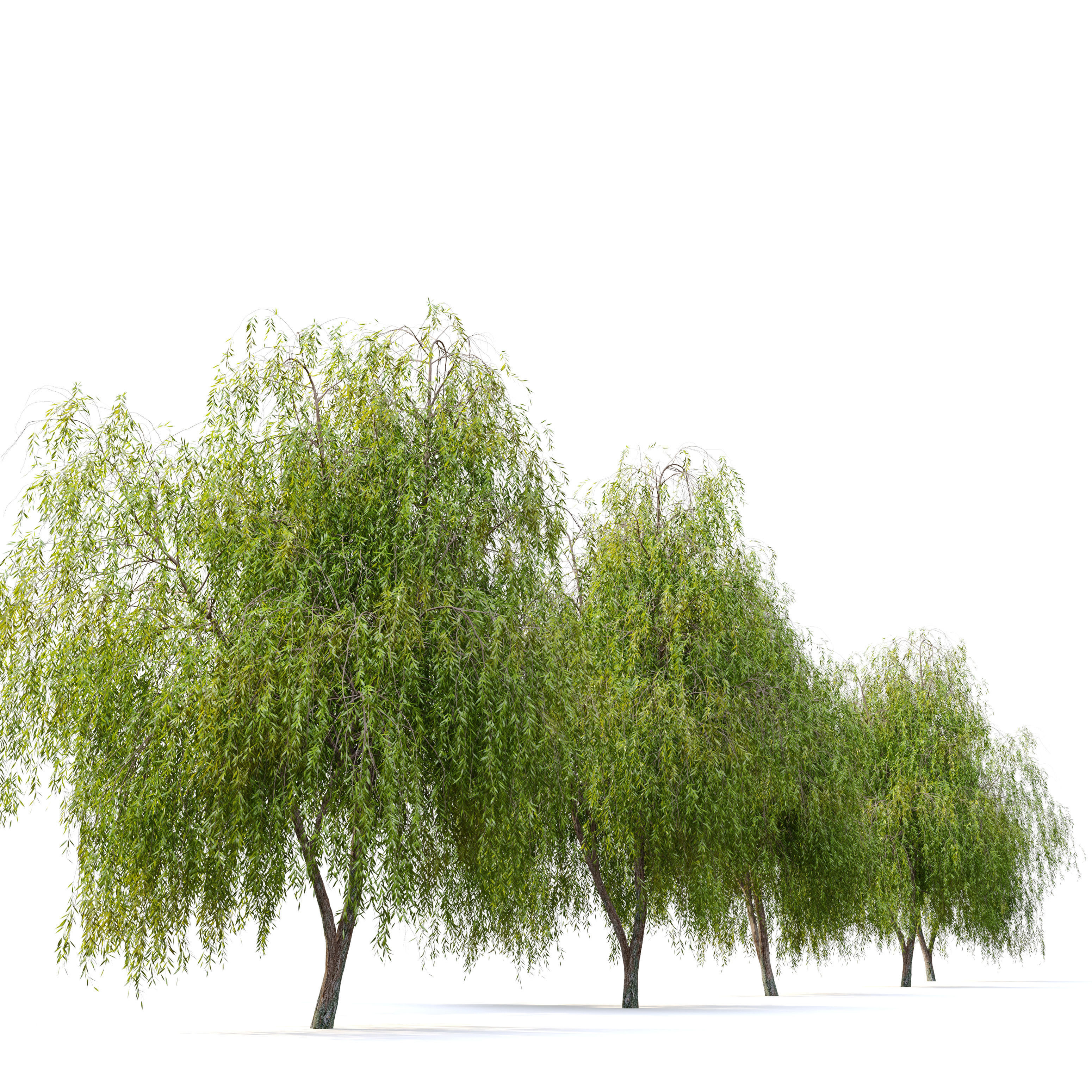Weeping Willow 2 3D model | CGTrader