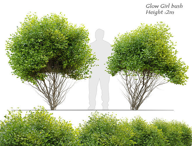 Glow girl bush 3D model | CGTrader