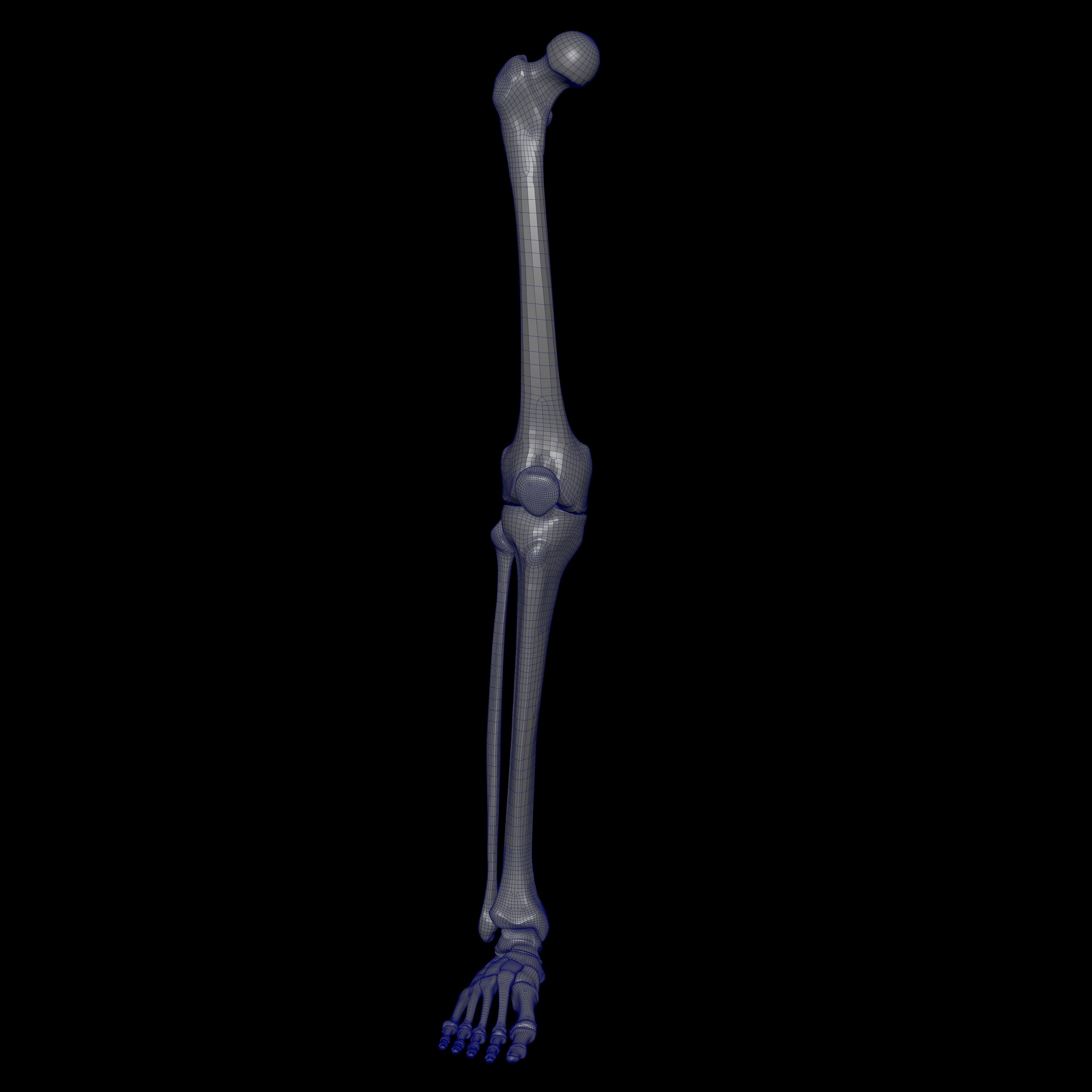 3D model Skeleton Leg - Leg Bones VR / AR / low-poly | CGTrader