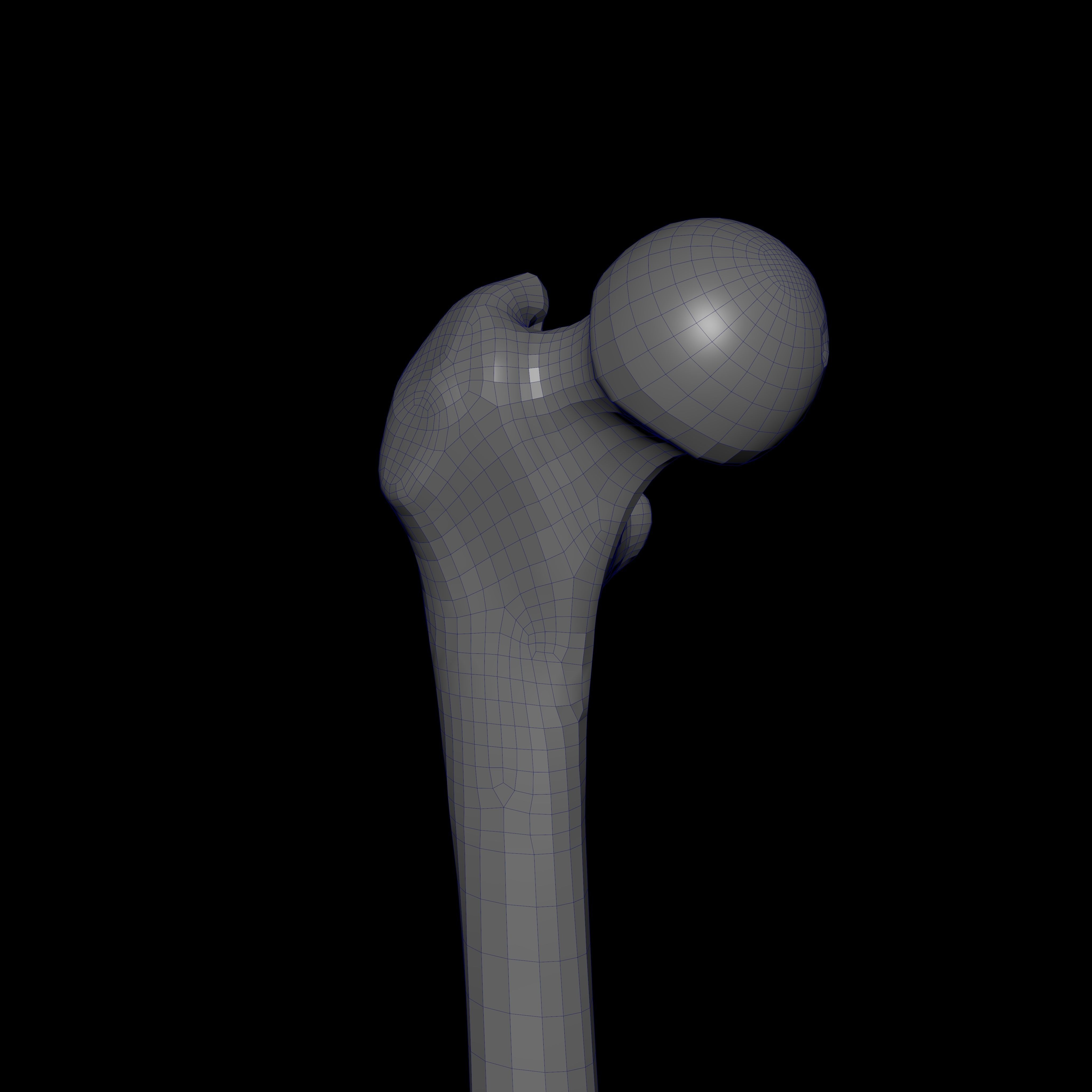 3D model Skeleton Leg - Leg Bones VR / AR / low-poly | CGTrader