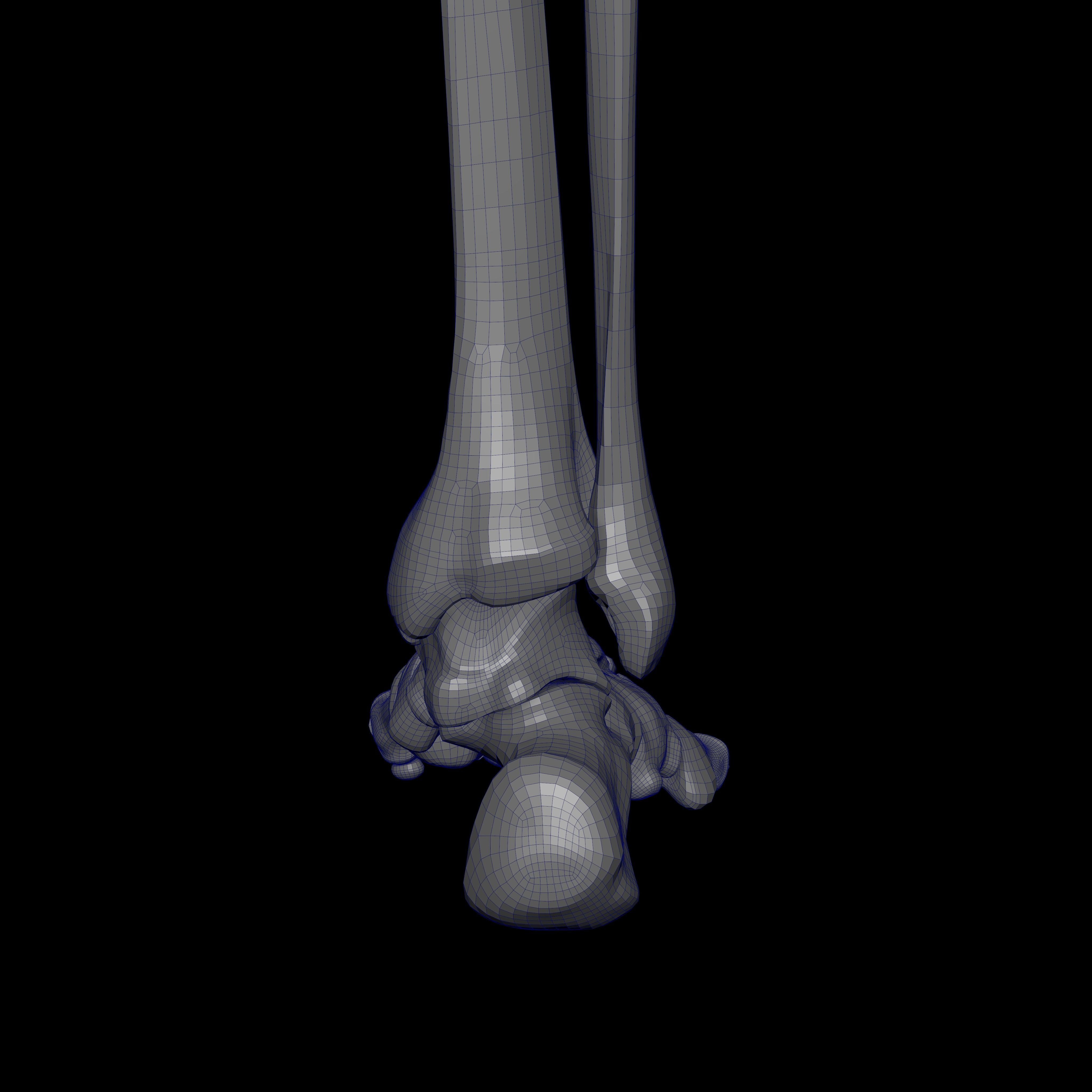 3D model Skeleton Leg - Leg Bones VR / AR / low-poly | CGTrader