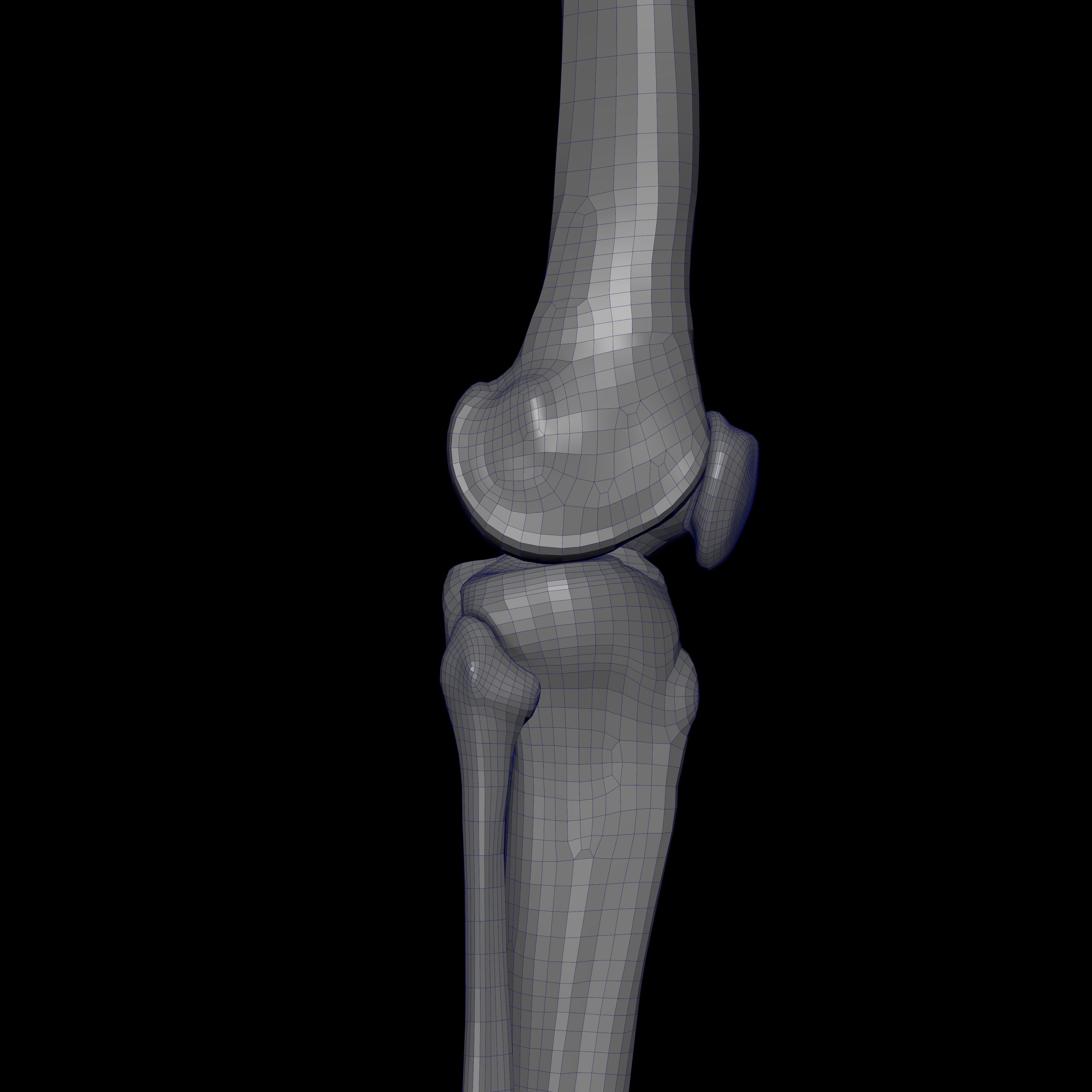 3D model Skeleton Leg - Leg Bones VR / AR / low-poly | CGTrader