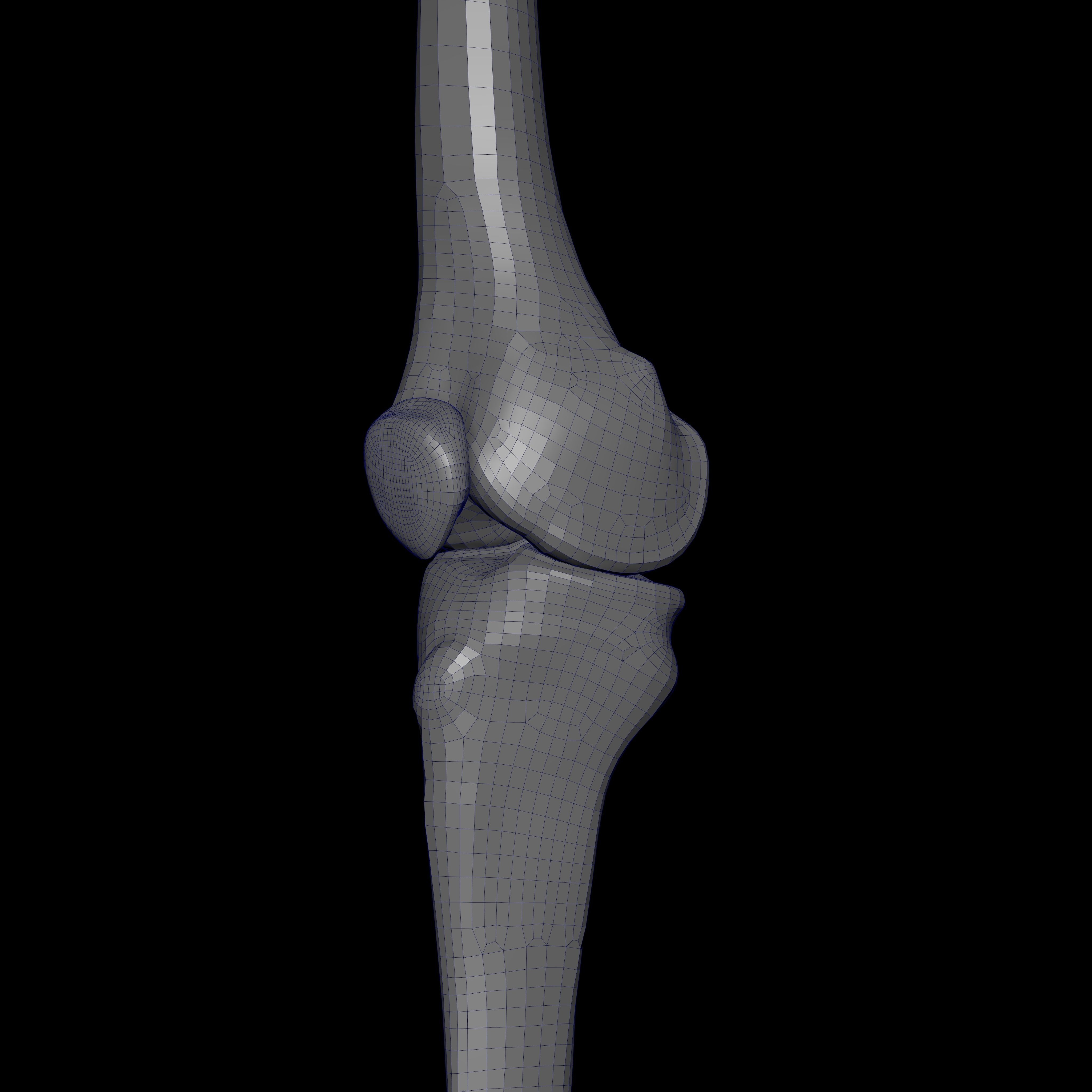 3D model Skeleton Leg - Leg Bones VR / AR / low-poly | CGTrader