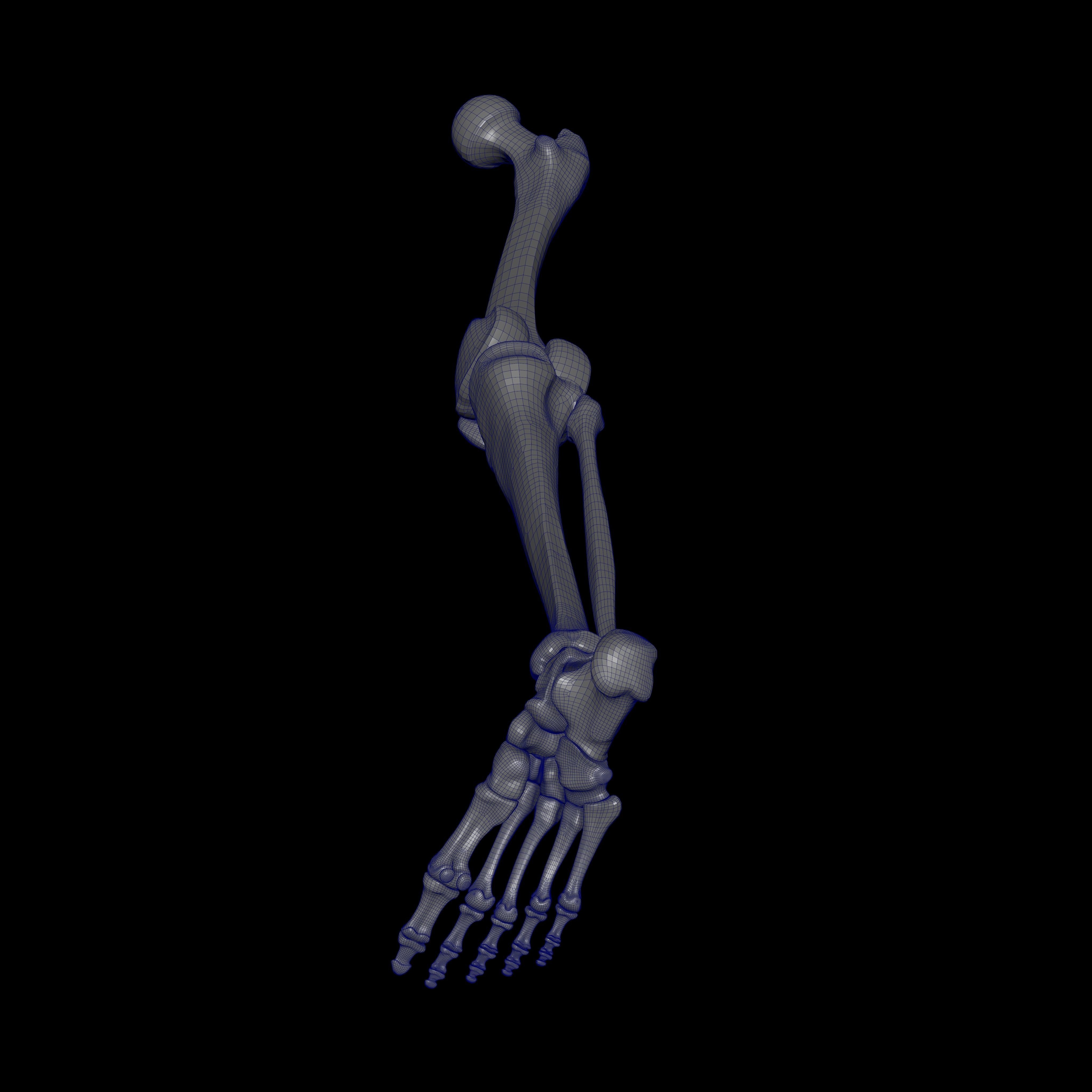 3D model Skeleton Leg - Leg Bones VR / AR / low-poly | CGTrader