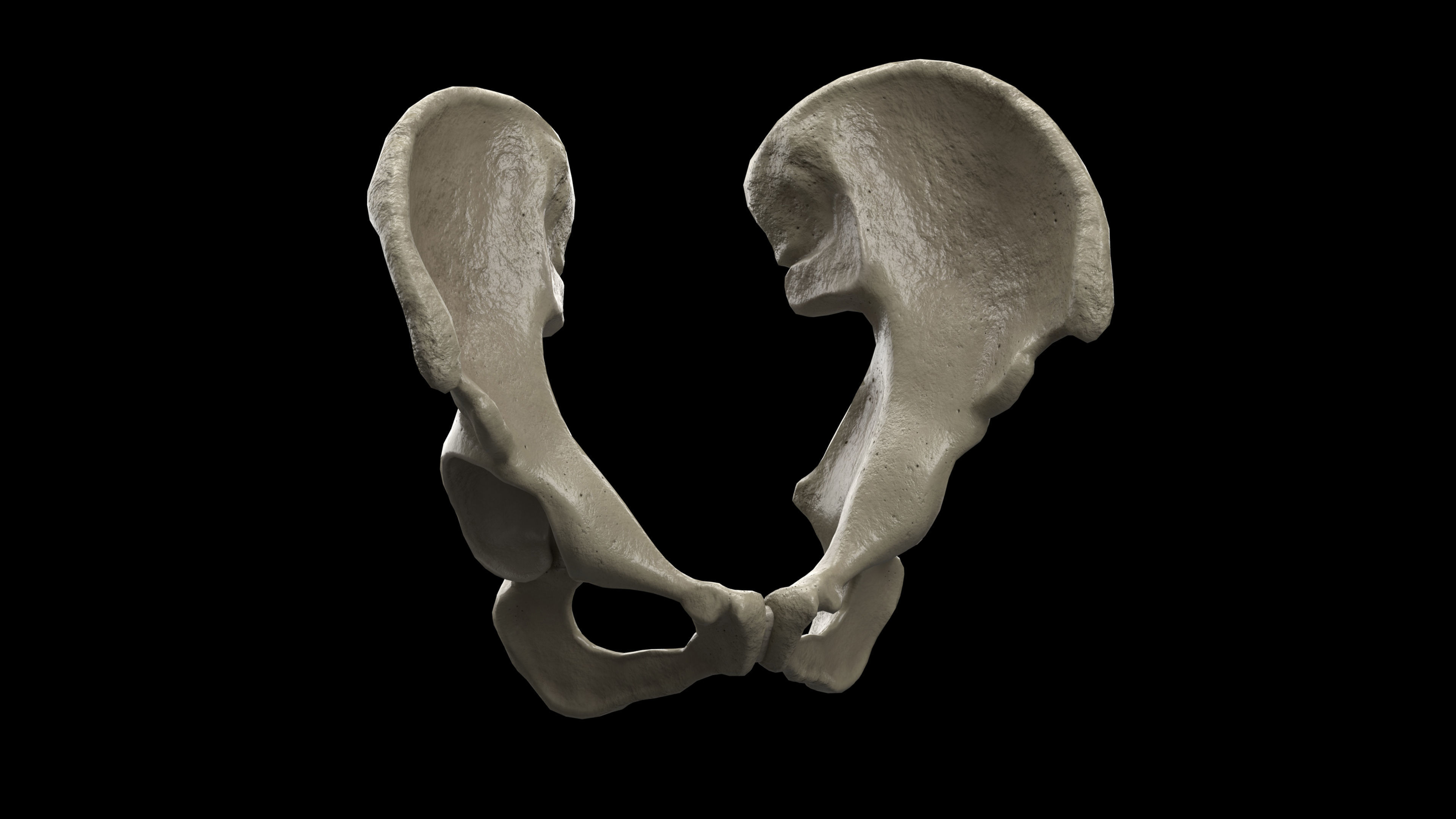 3D model Human Ilium - Hip Bone VR / AR / low-poly | CGTrader