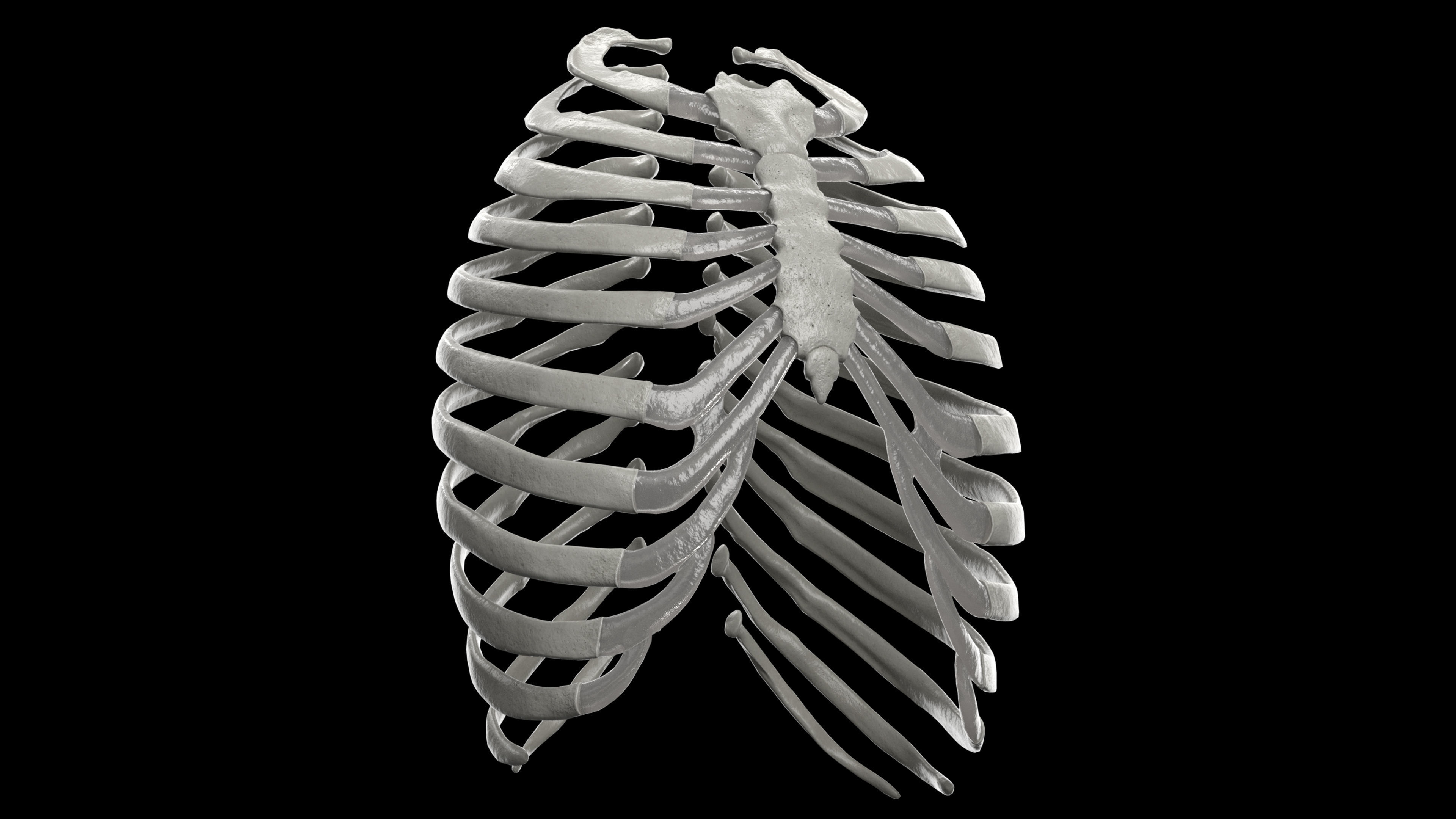 3D model Human Ribcage - Ribs VR / AR / low-poly | CGTrader