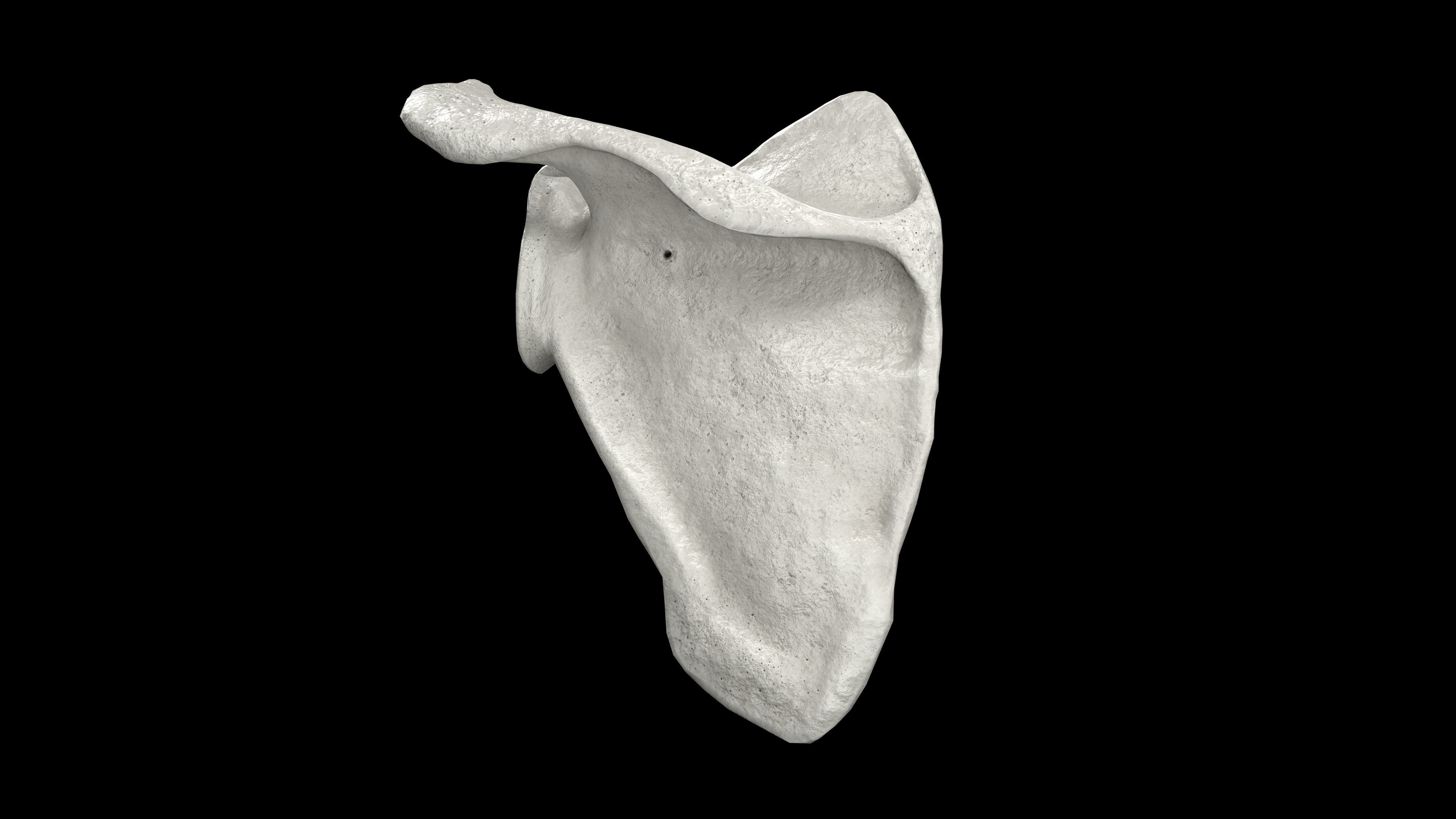 3D model Human Scapula VR / AR / low-poly | CGTrader