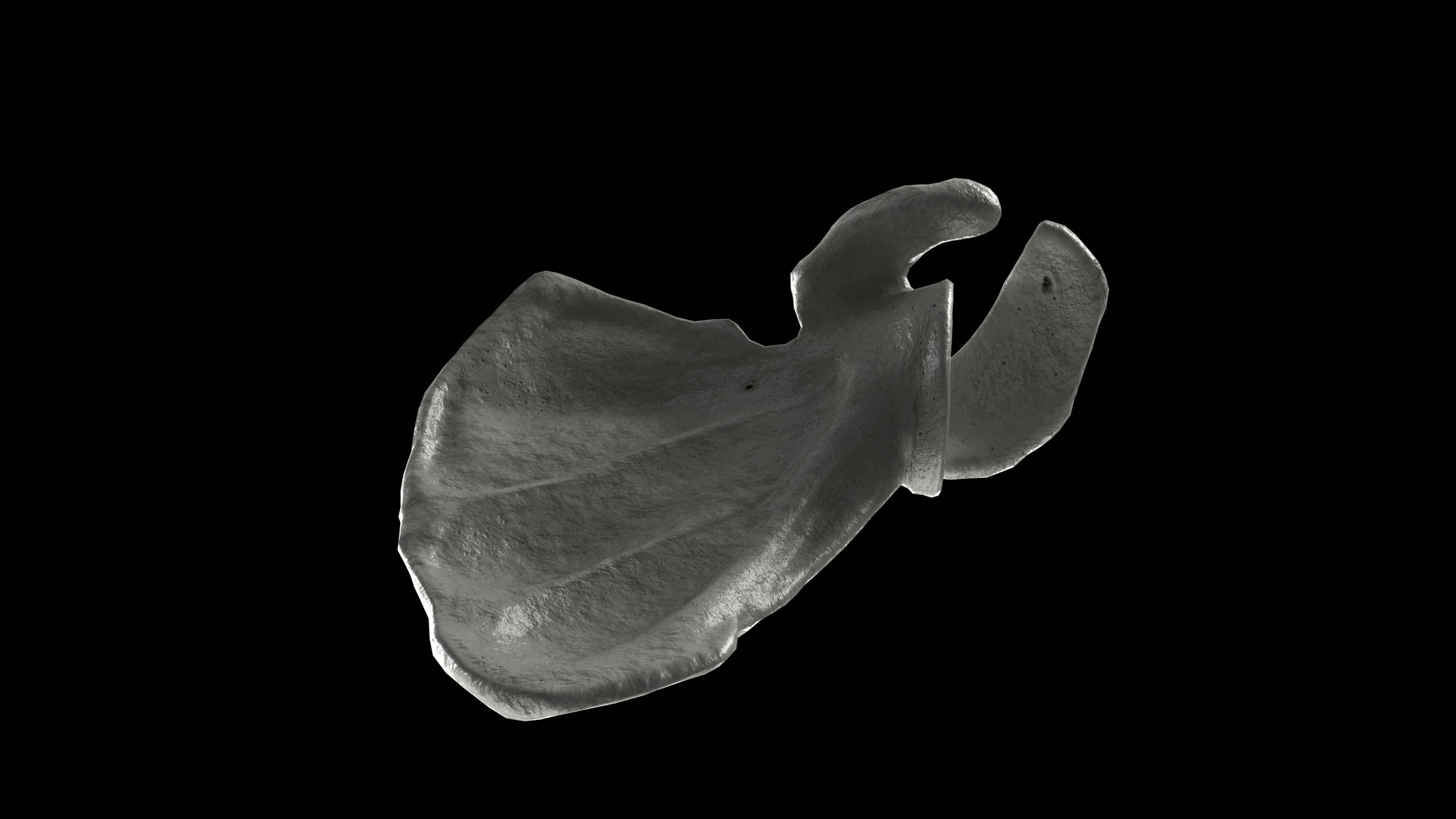 3D model Human Scapula VR / AR / low-poly | CGTrader