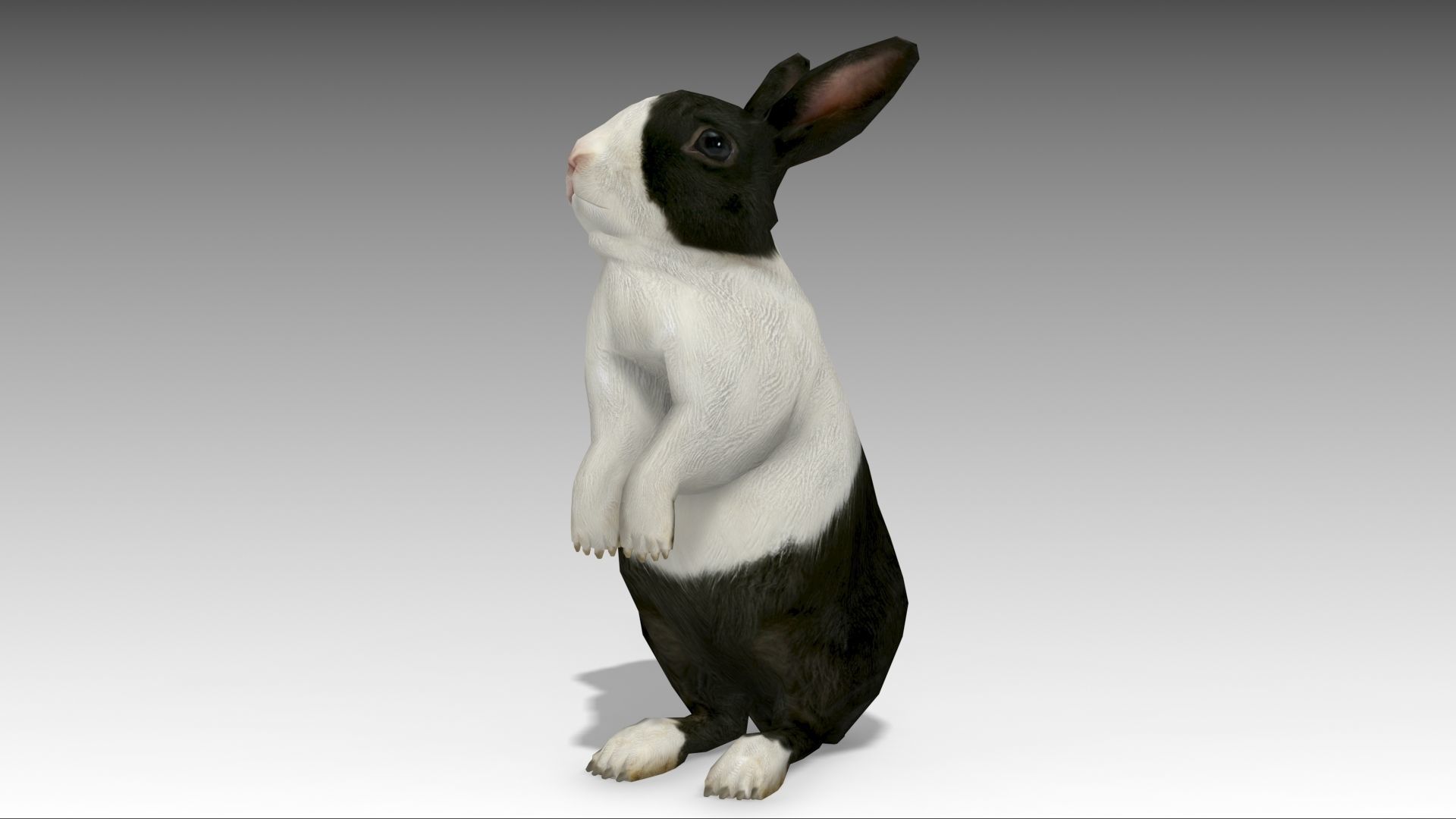 3D model Rabbit bunny VR / AR / low-poly | CGTrader