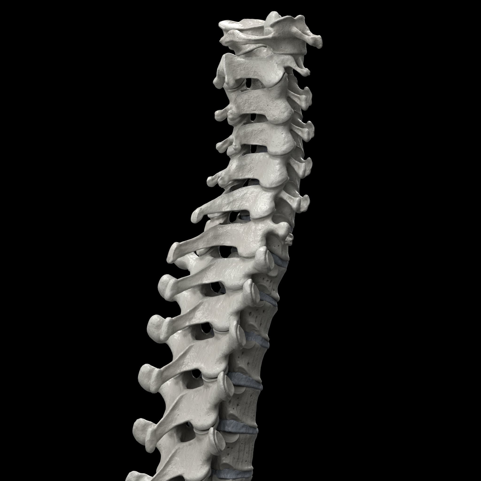 3D model Human Spine - Spine Bones VR / AR / low-poly | CGTrader