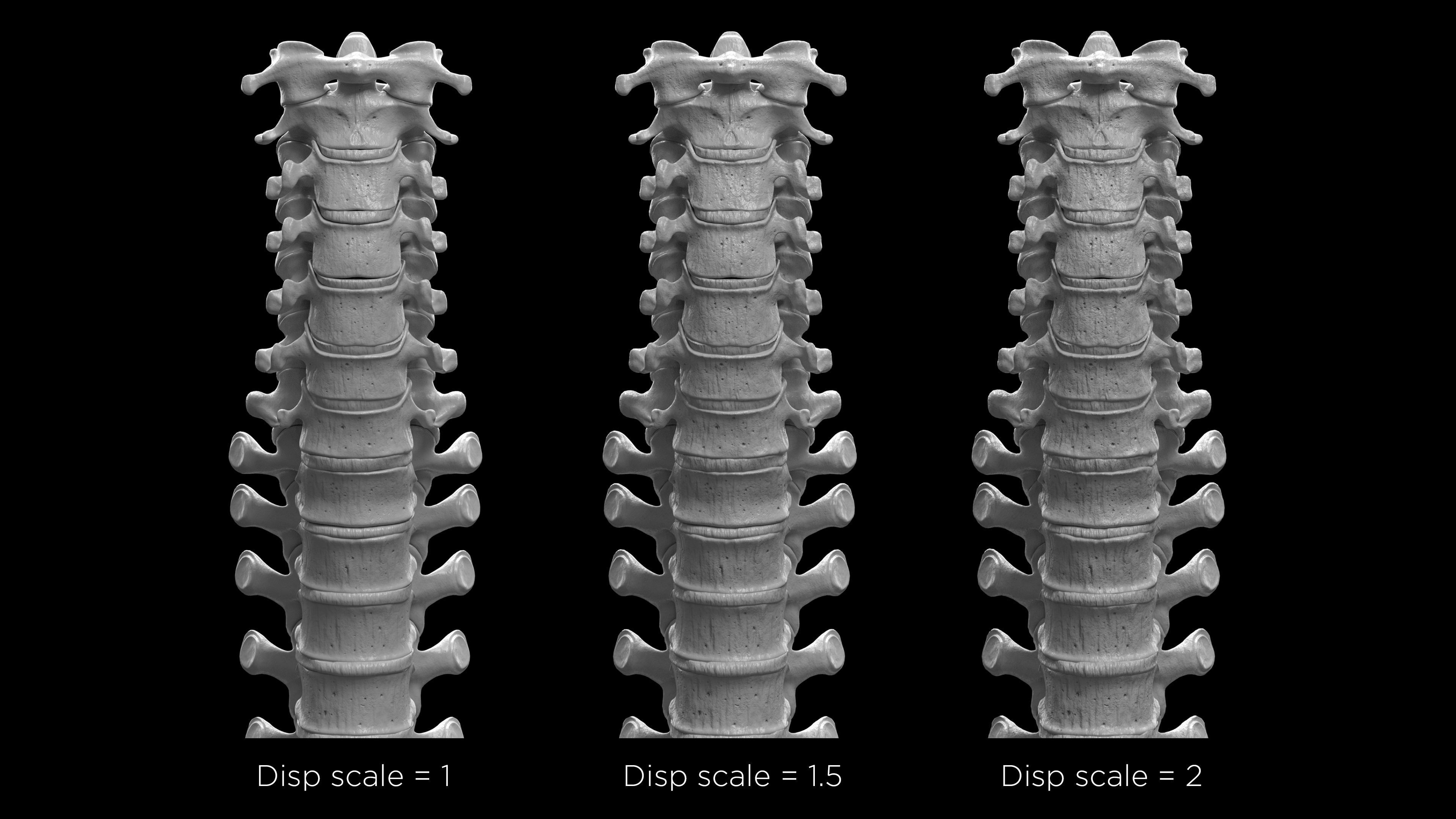 3D model Human Spine - Spine Bones VR / AR / low-poly | CGTrader