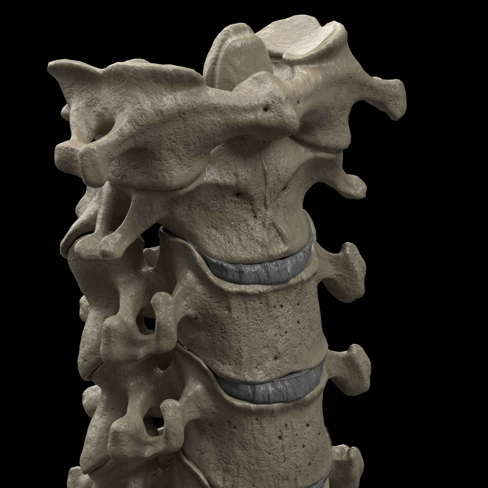 3D model Human Spine - Spine Bones VR / AR / low-poly | CGTrader