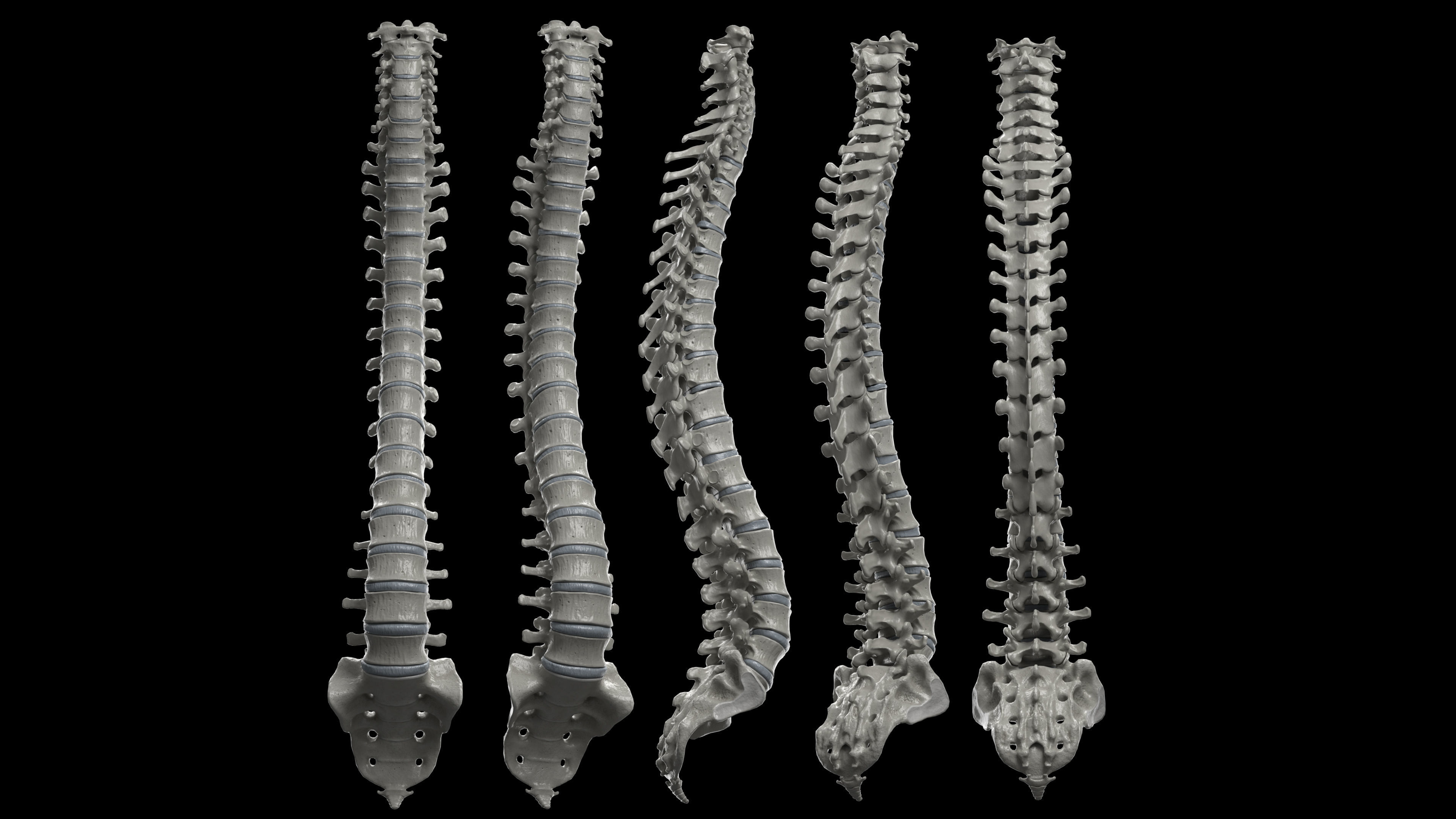 3D model Human Spine - Spine Bones VR / AR / low-poly | CGTrader