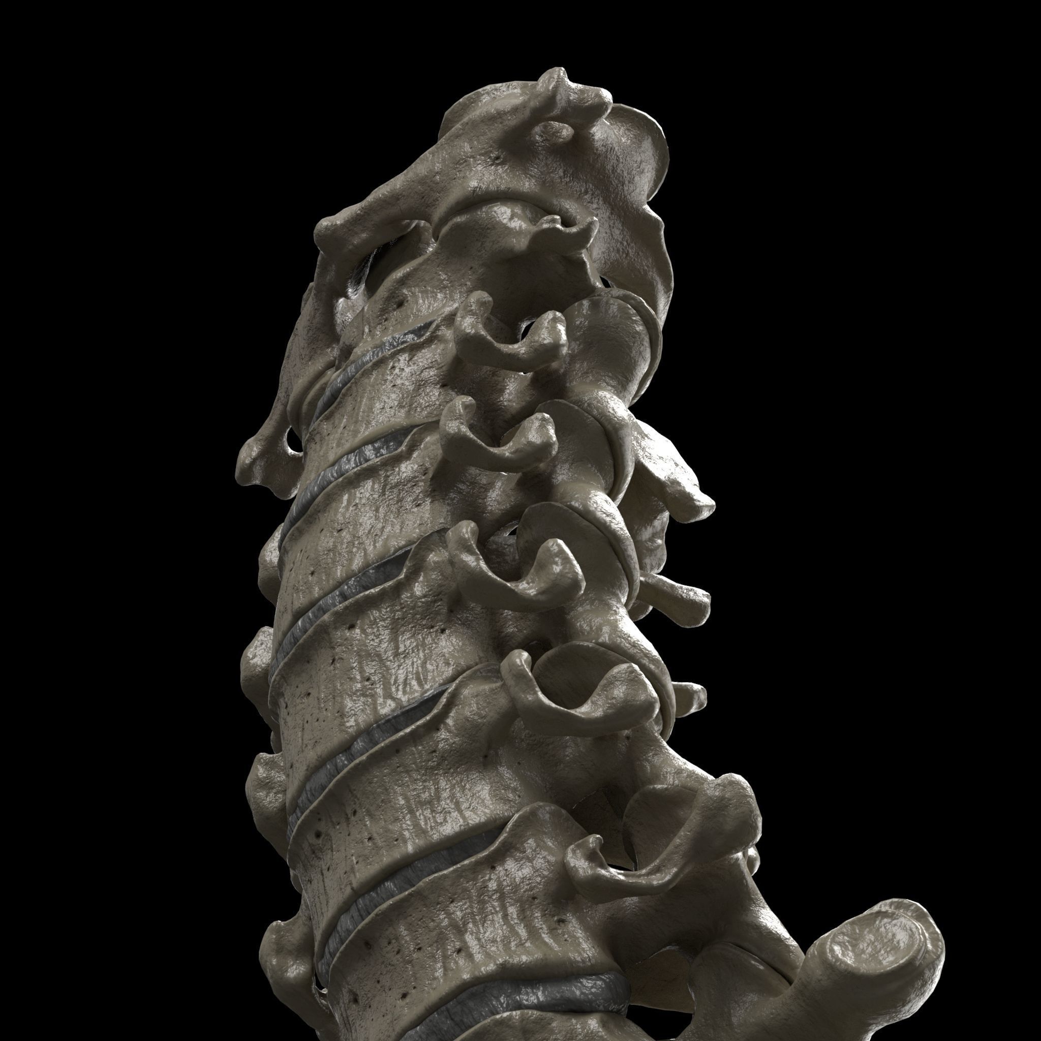 3D model Human Spine - Spine Bones VR / AR / low-poly | CGTrader
