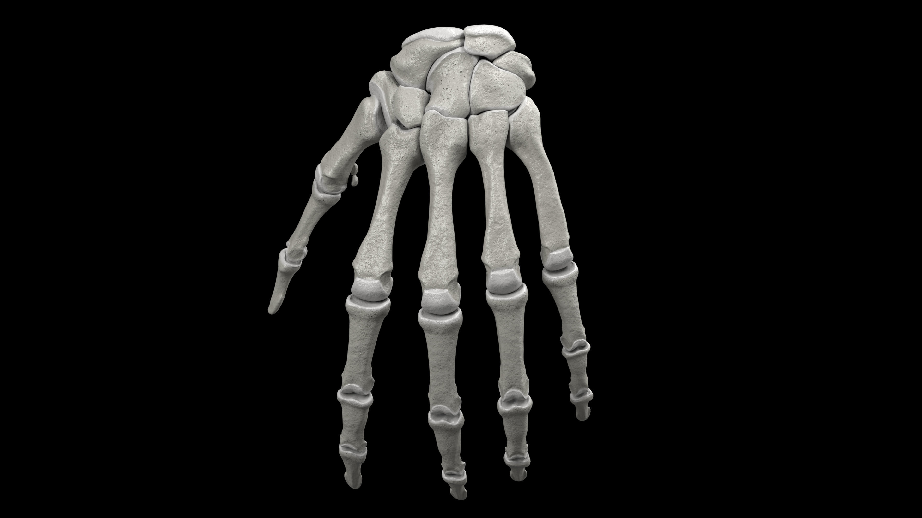 Skeleton Rigged - Skeleton Rig - Skeletal System 3D model rigged | CGTrader
